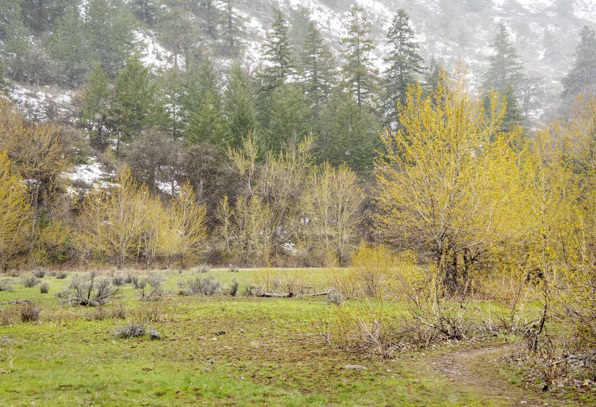 Tieton River Nature Trail — Washington Trails Association