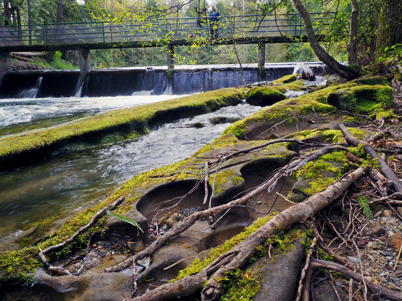 Whatcom Falls Park — Washington Trails Association