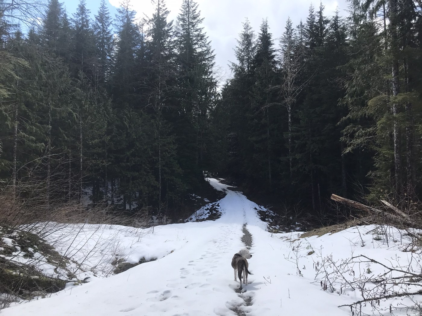 Sultan River Canyon Trail — Washington Trails Association