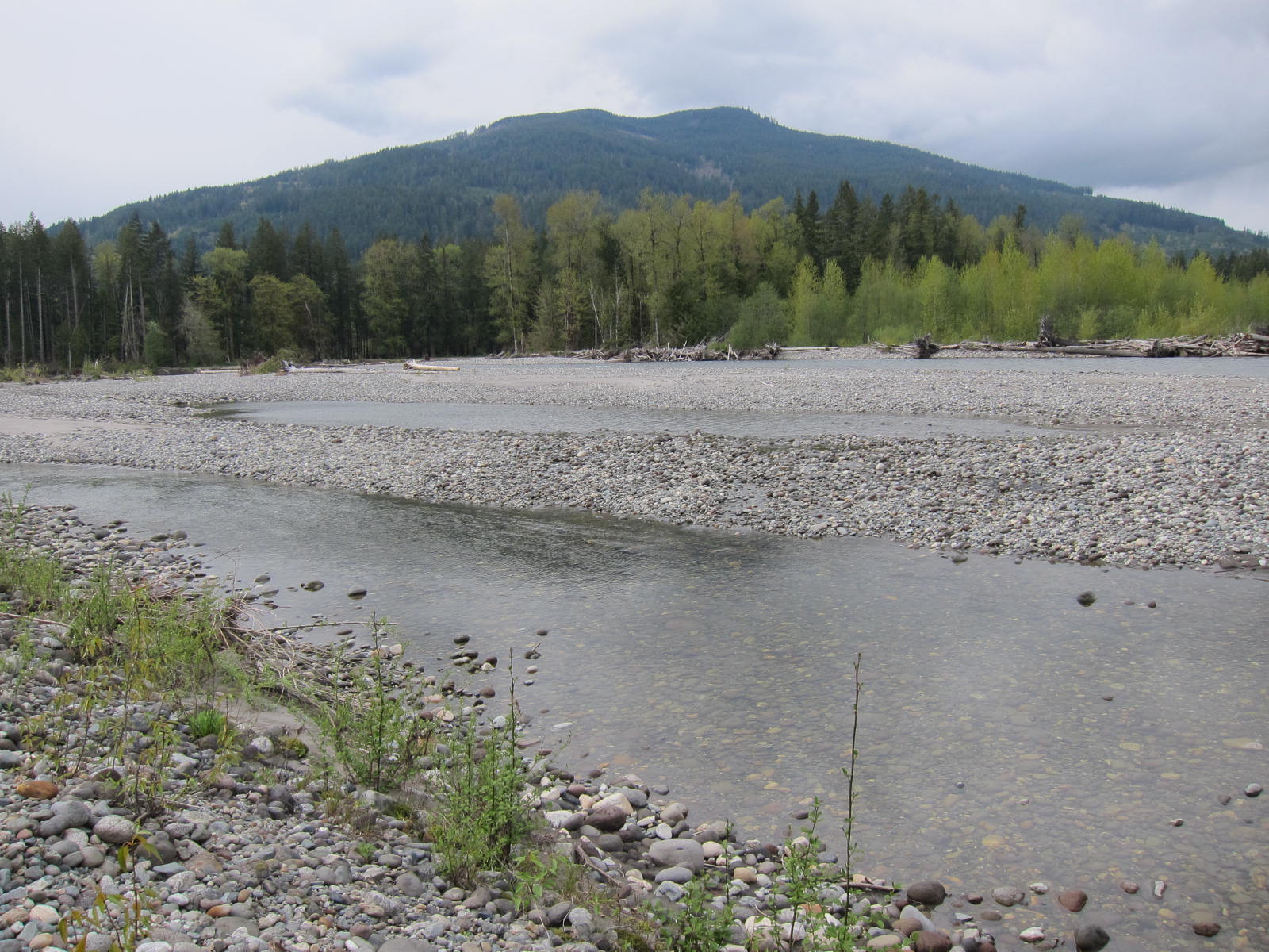 Darrington Old Growth Reserve, Lookout Tree, Old Sauk Mountain Trail ...