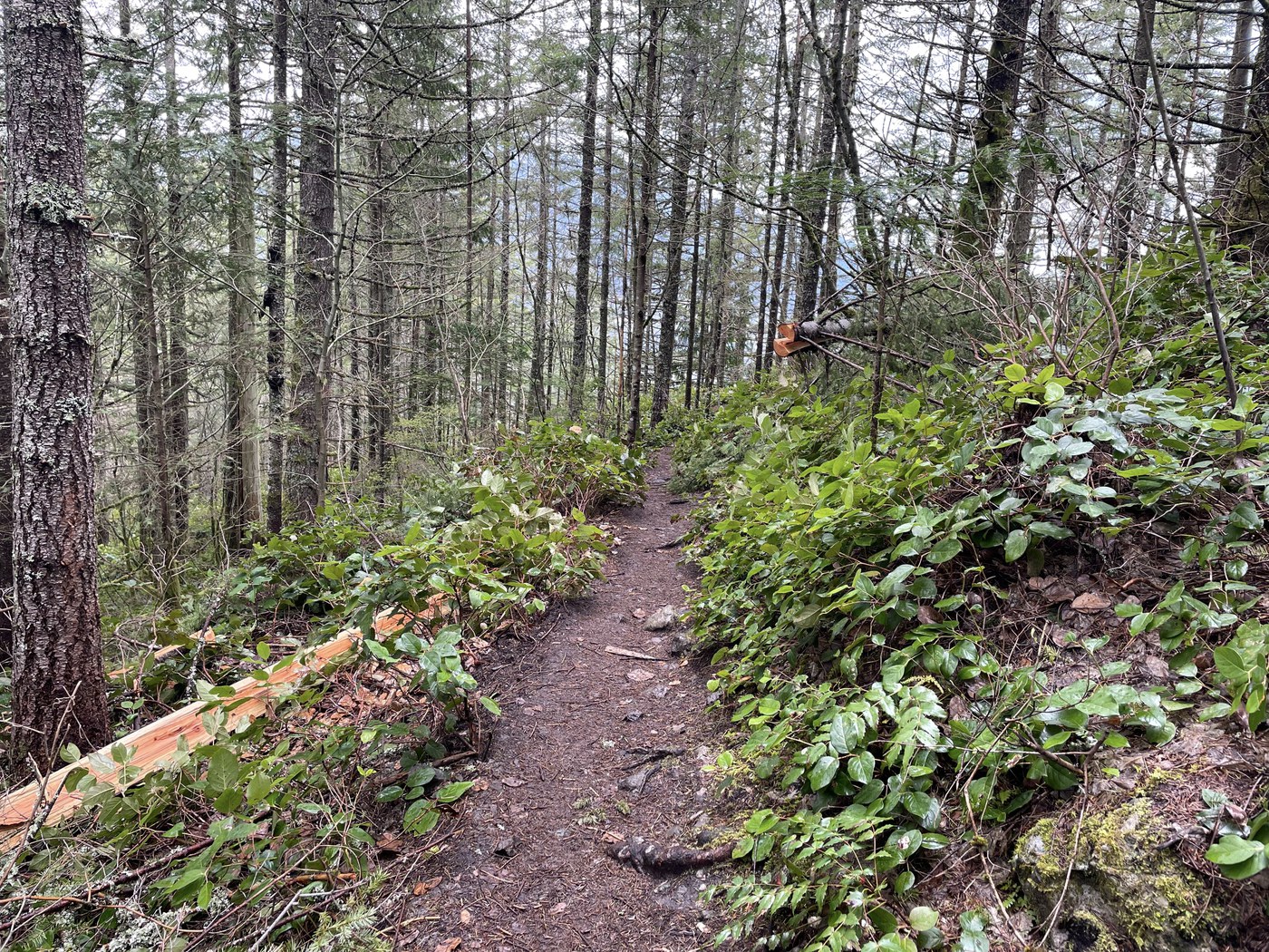 Cedar Butte — Washington Trails Association