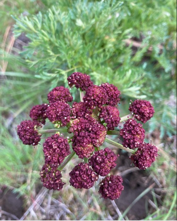 Cascade Park Wenas Wildlife Area — Washington Trails Association