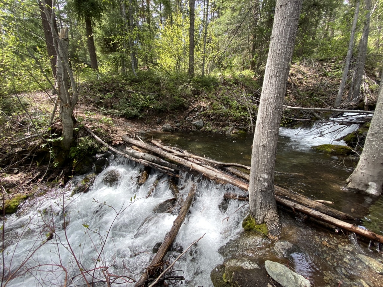 Twisp River — Washington Trails Association