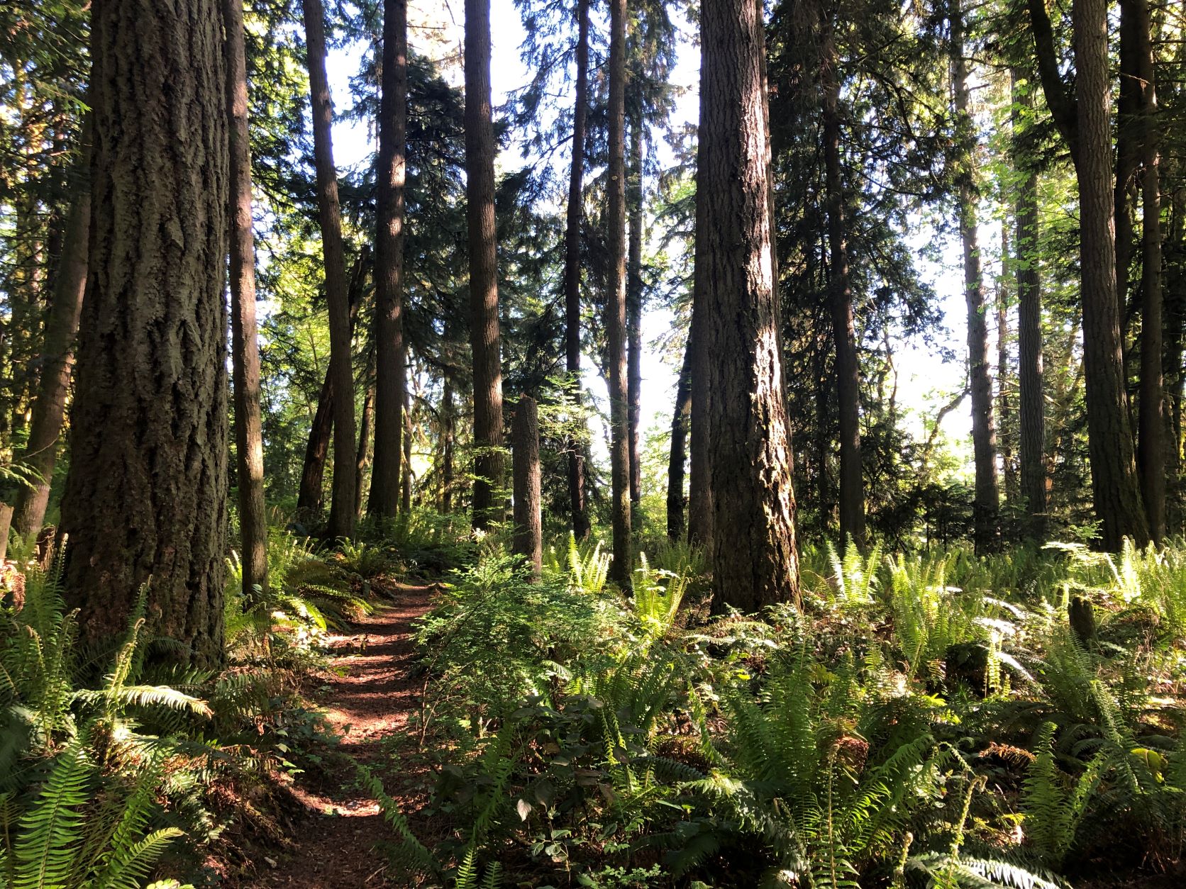 Big Tree Ridge — Washington Trails Association