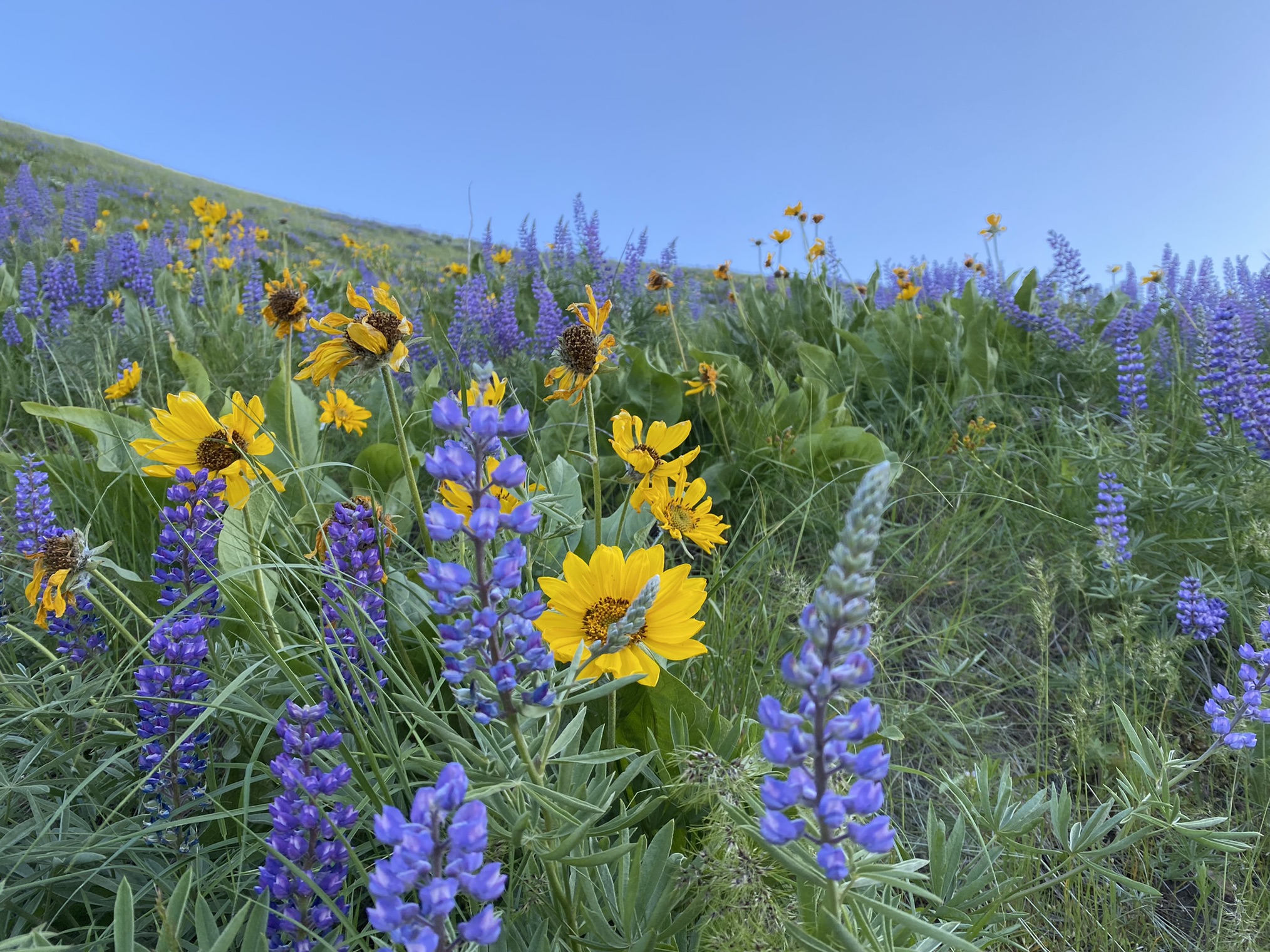 Sage Hills — Washington Trails Association