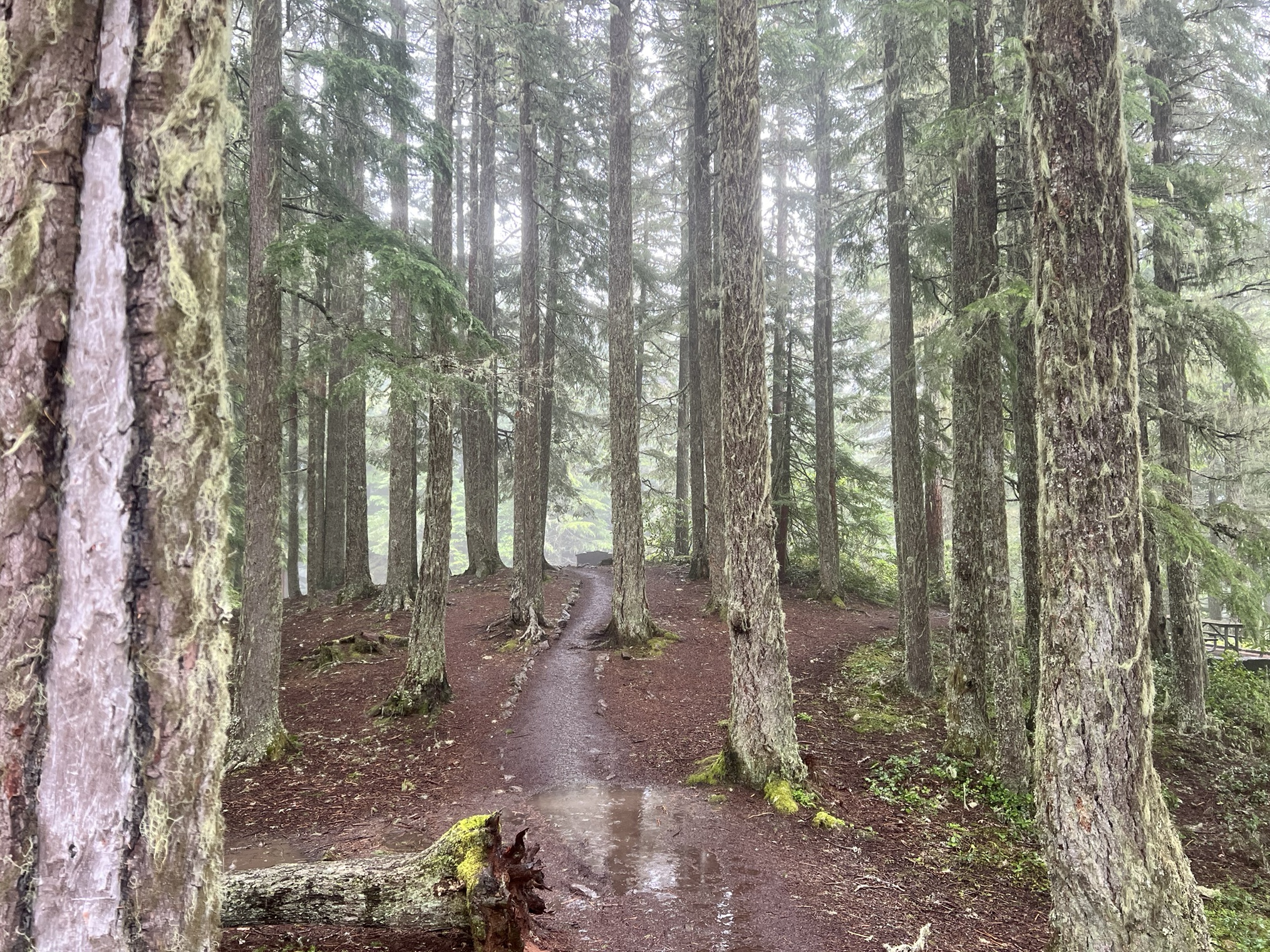 Mount Walker — Washington Trails Association