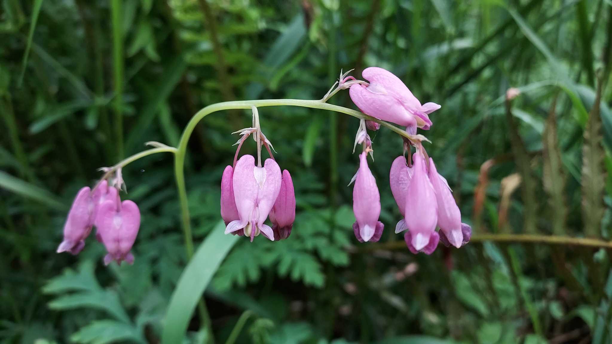 Capitol State Forest - McLane Creek — Washington Trails Association