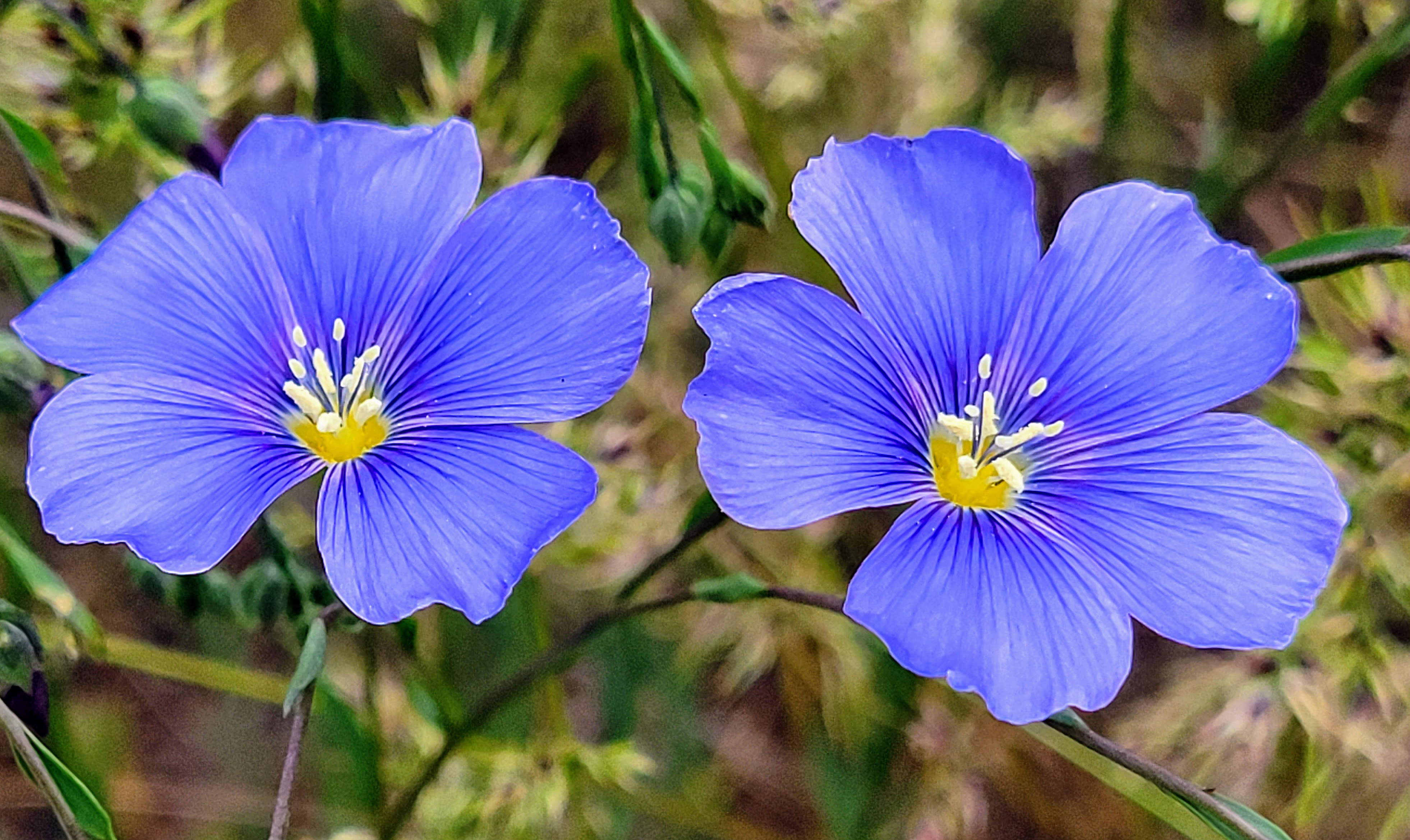 Umtanum Ridge Crest — Washington Trails Association
