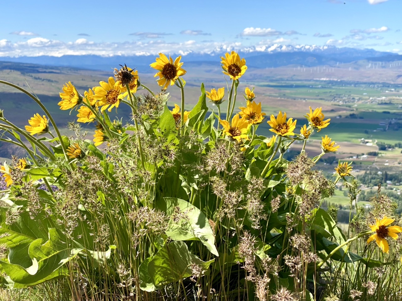 Manastash Ridge - Westberg Trail — Washington Trails Association