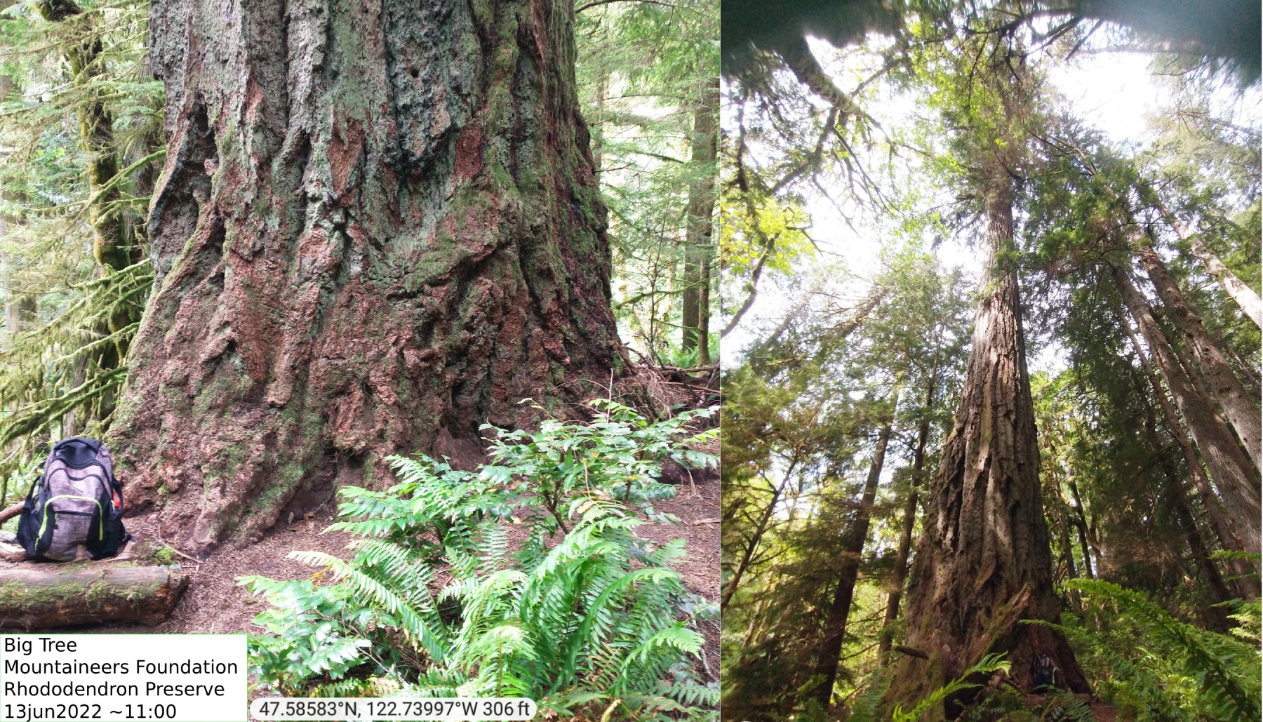 Big Tree Trail — Washington Trails Association