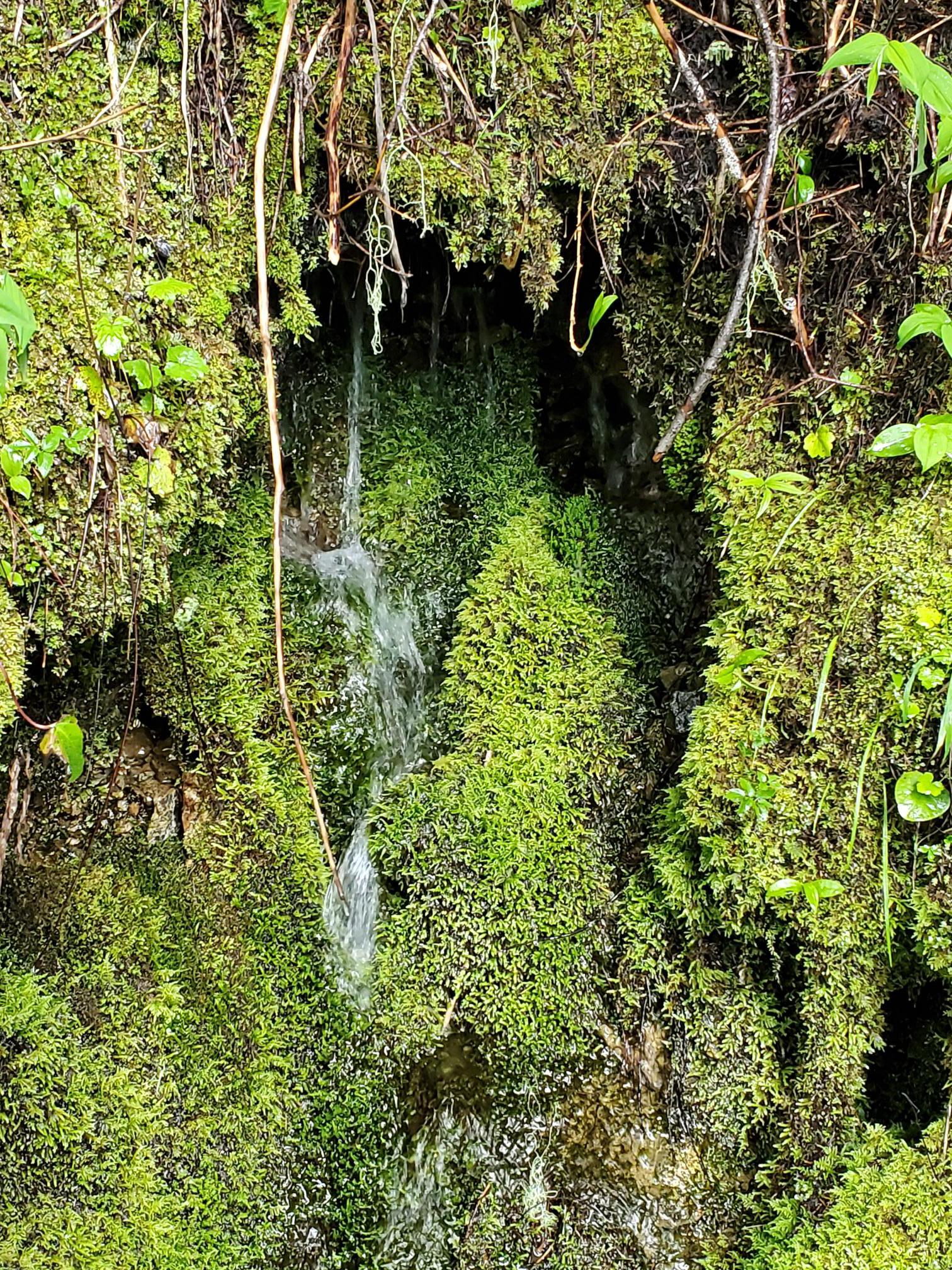 Mount Dickerman — Washington Trails Association
