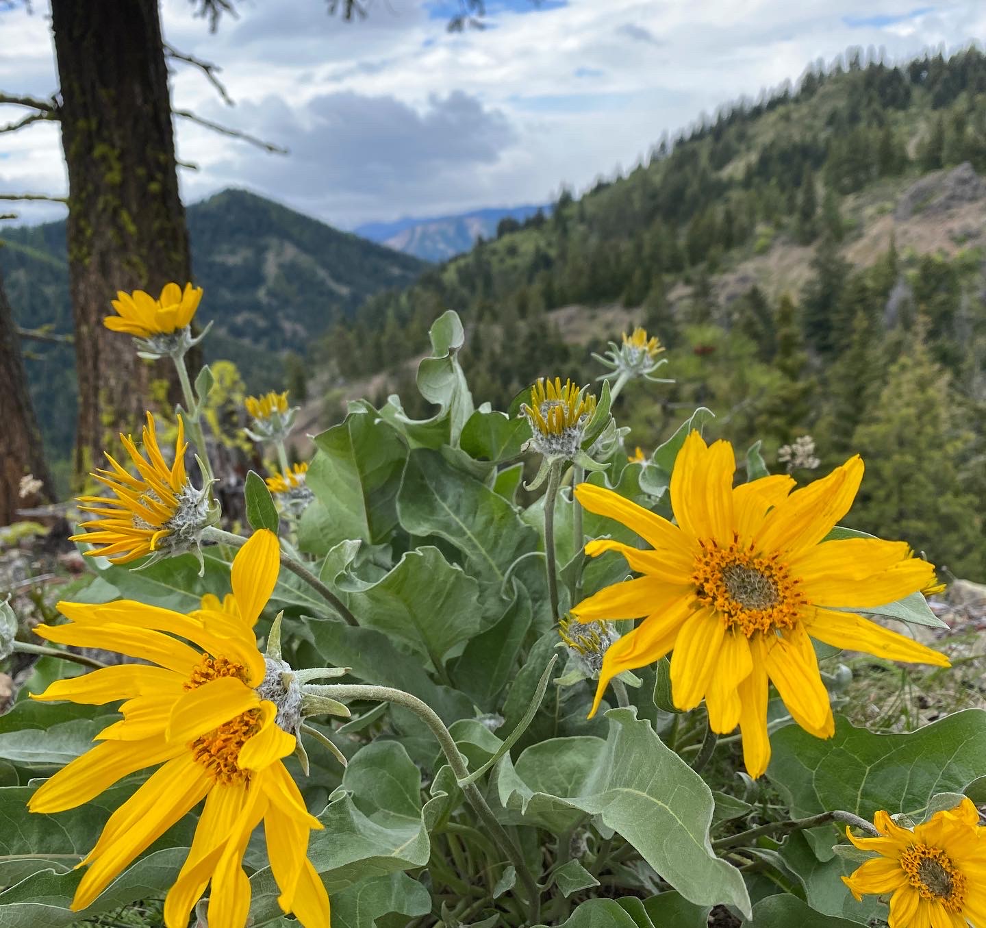 Iron Bear - Teanaway Ridge — Washington Trails Association