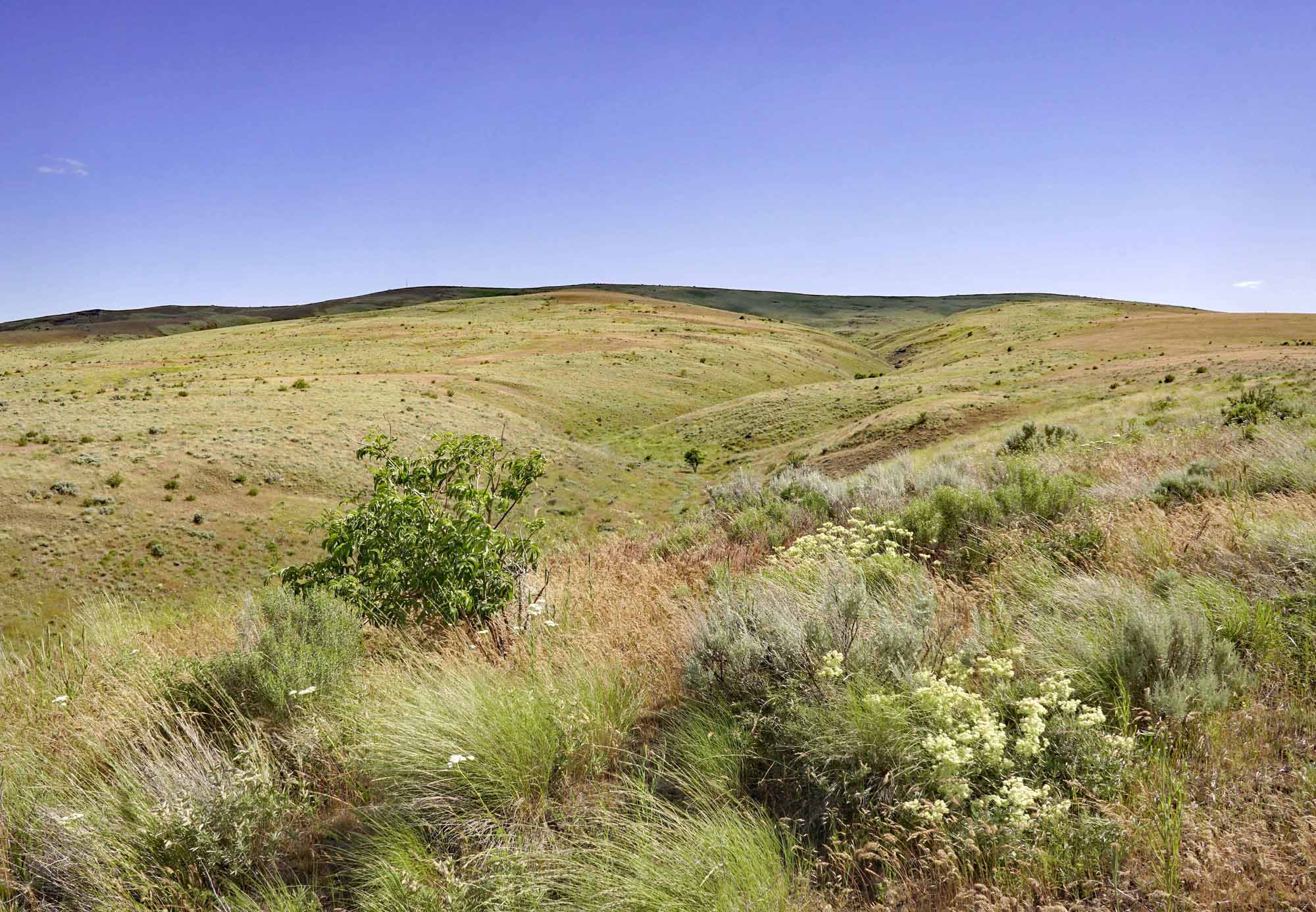 Snow Mountain Ranch and Cowiche Mountain — Washington Trails Association