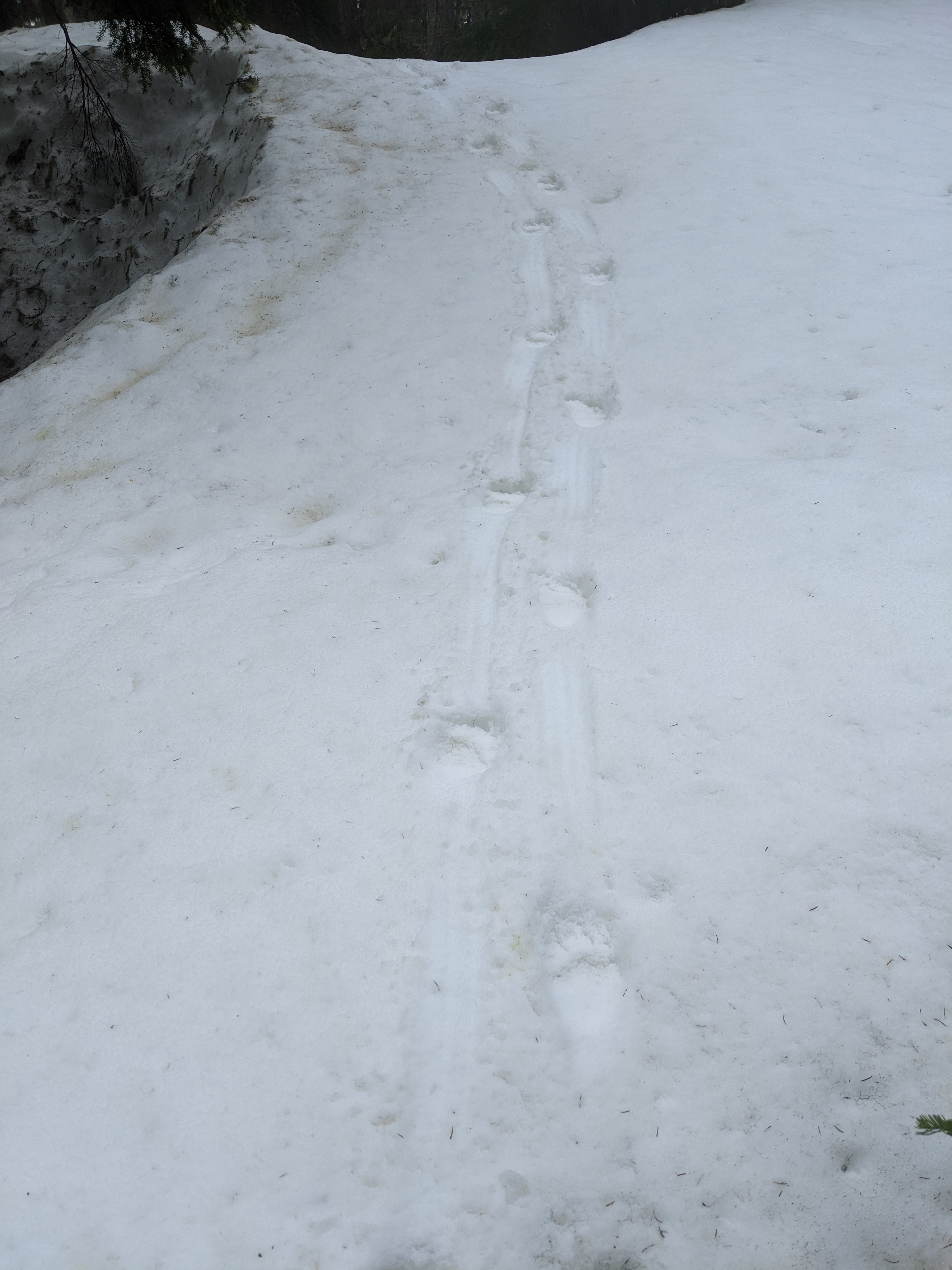 Appleton Pass — Washington Trails Association