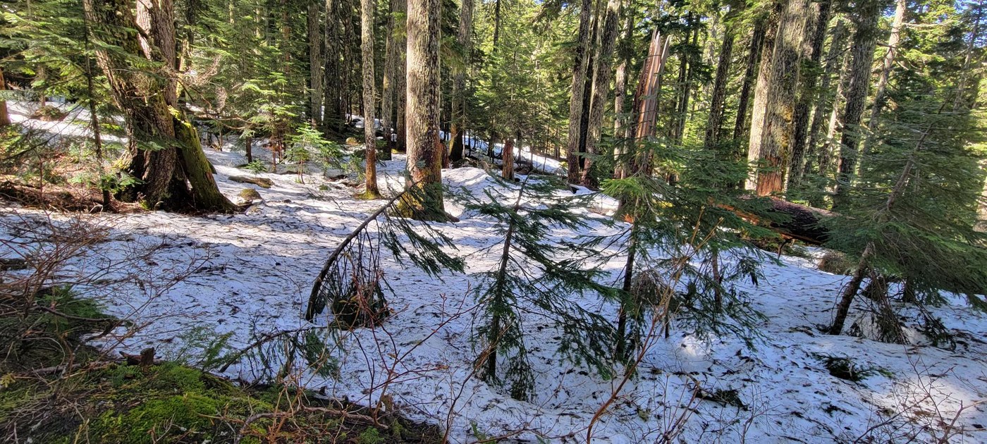 Scout Lake — Washington Trails Association