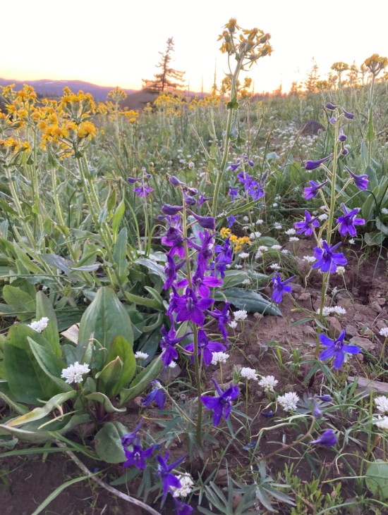 Sawtooth Ridge — Washington Trails Association