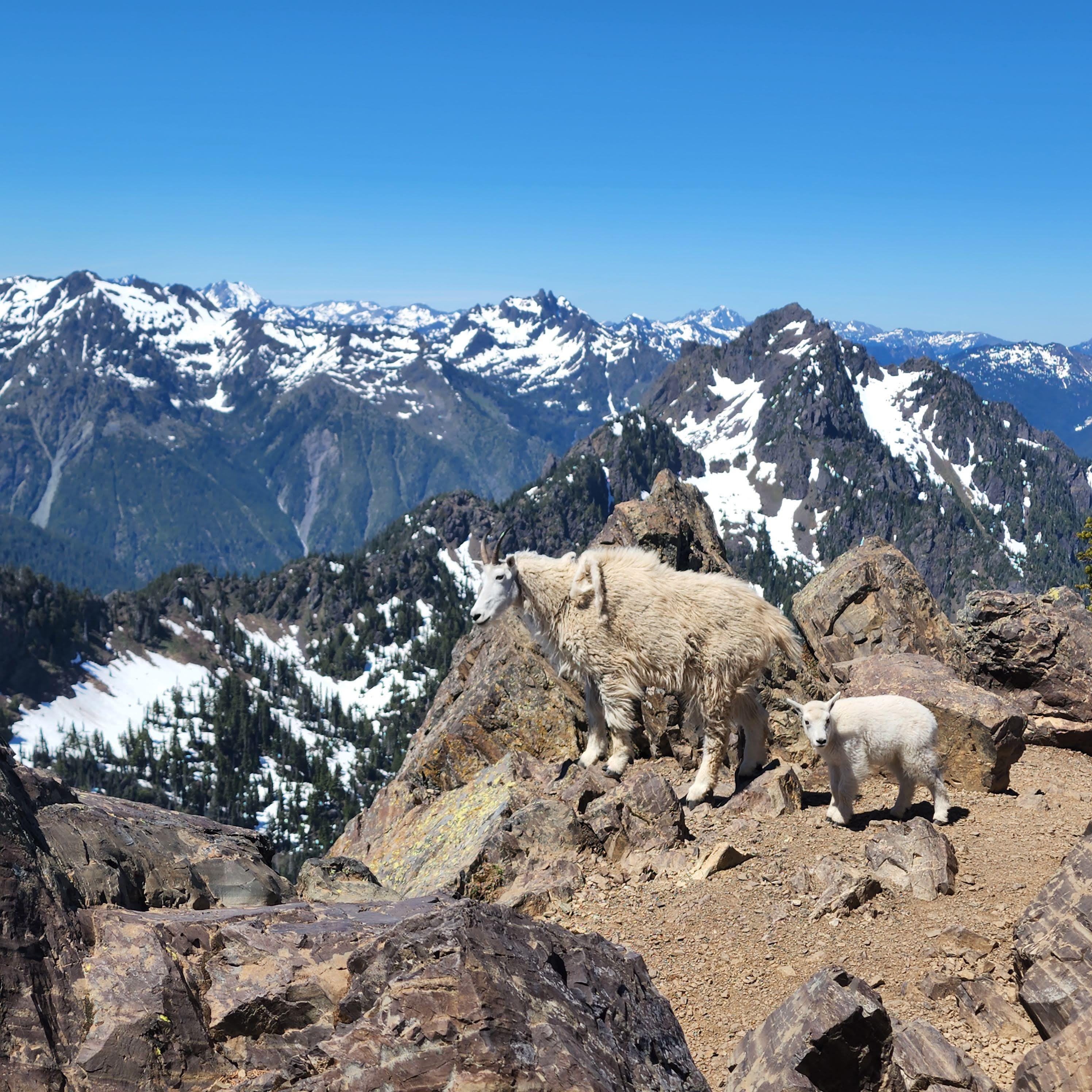 Mount Ellinor — Washington Trails Association