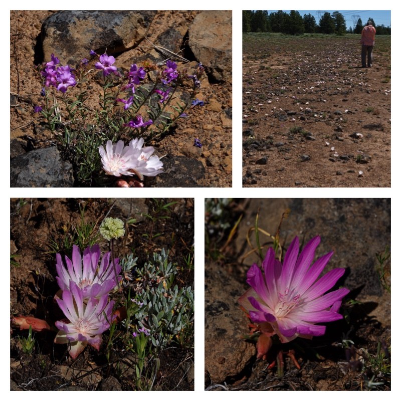 Colockum Pass Road — Washington Trails Association