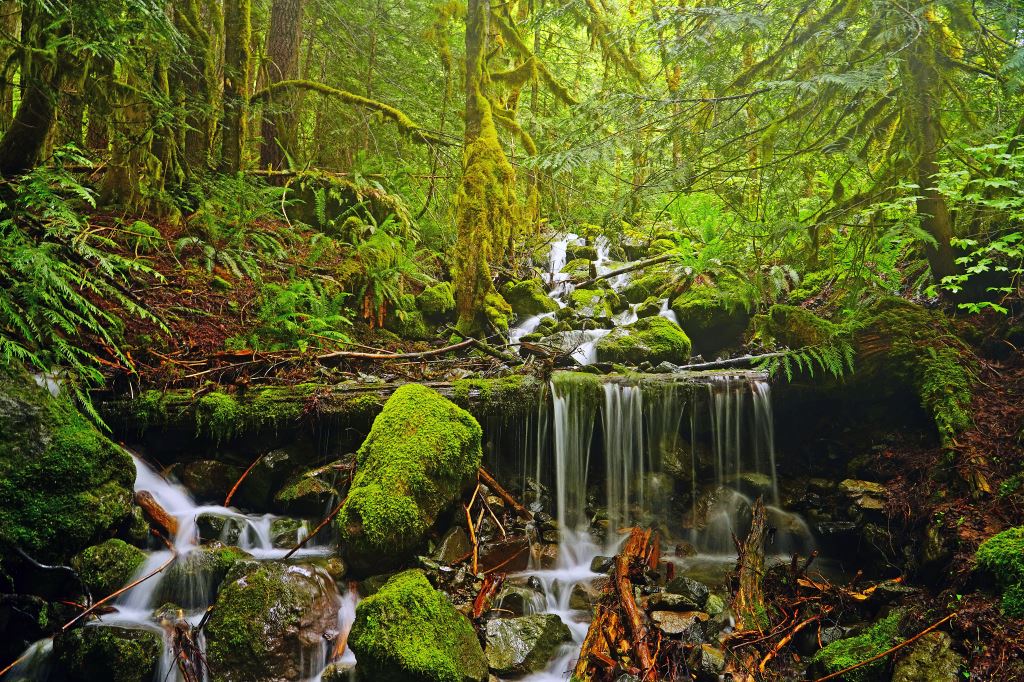 Mount Dickerman — Washington Trails Association