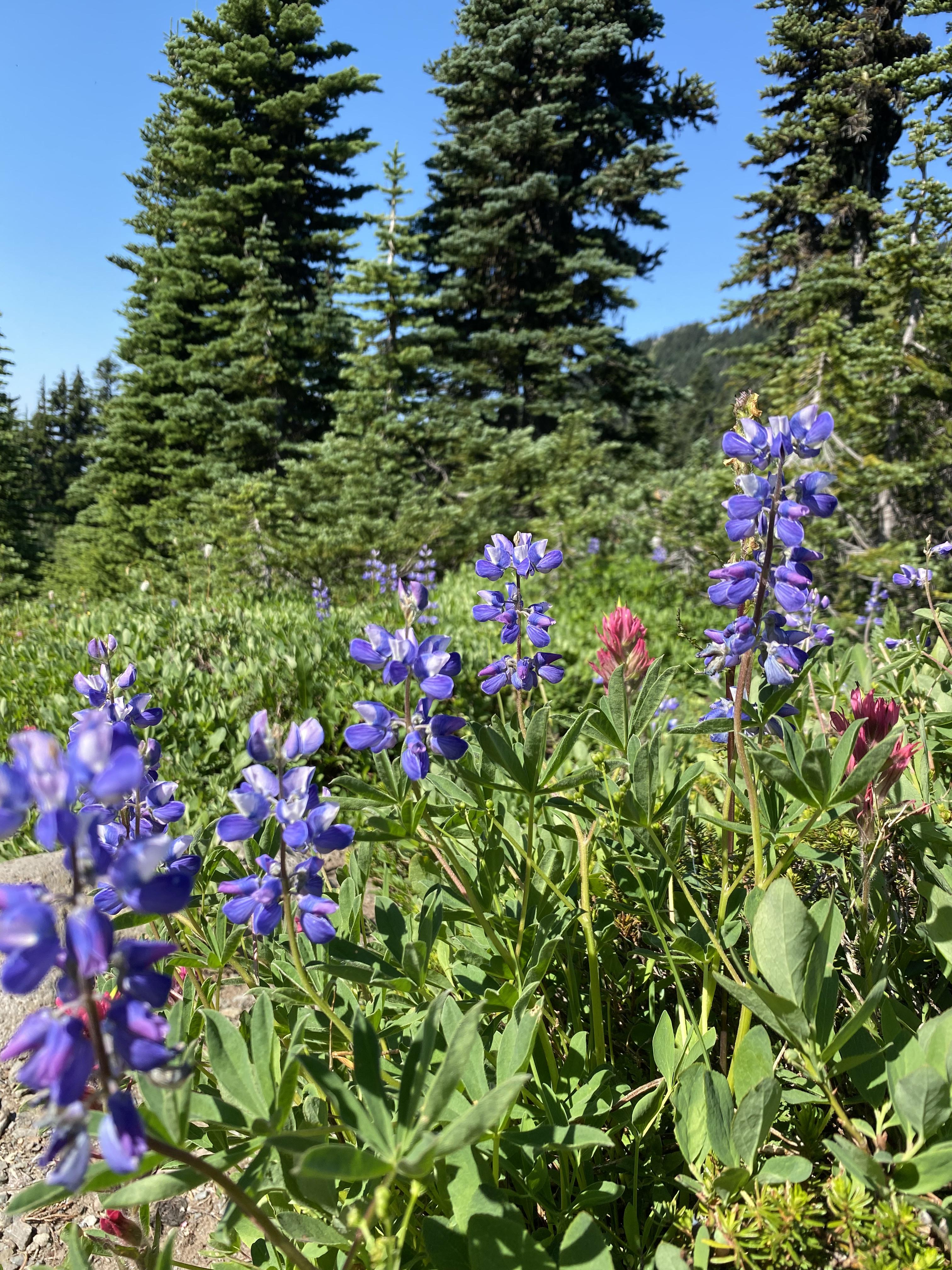 Spray Park Loop — Washington Trails Association
