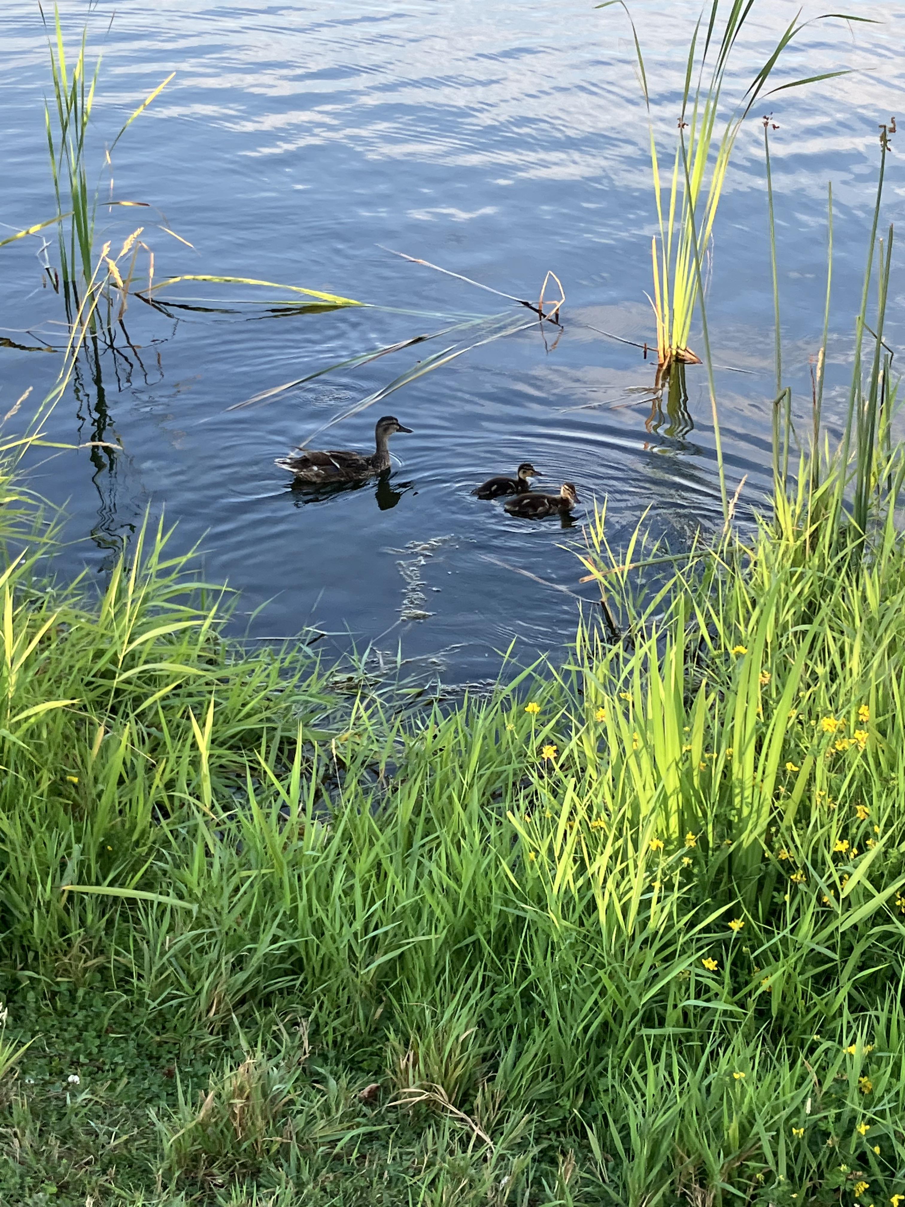 Lake Tye — Washington Trails Association