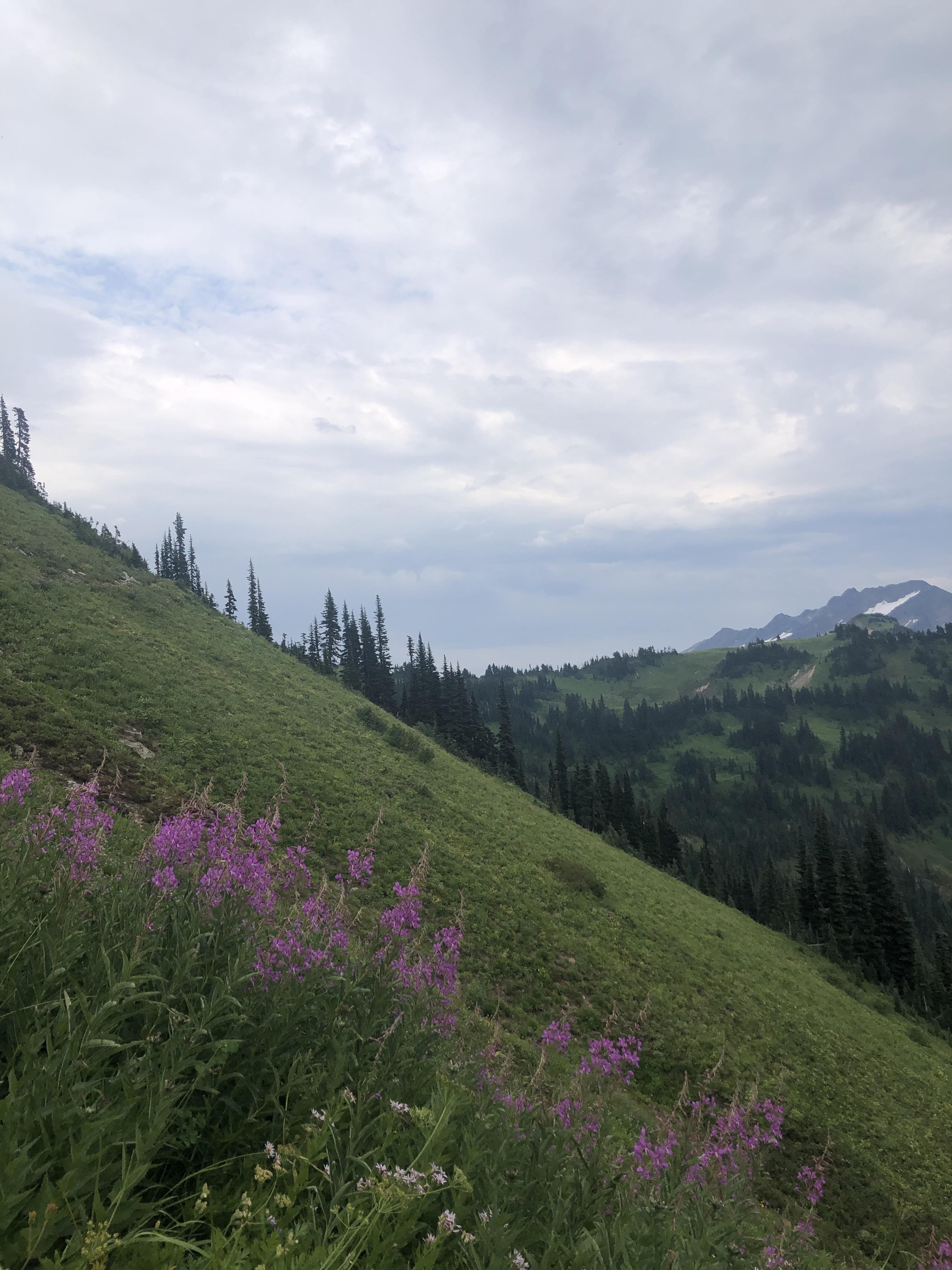 White Pass - Pilot Ridge Loop — Washington Trails Association