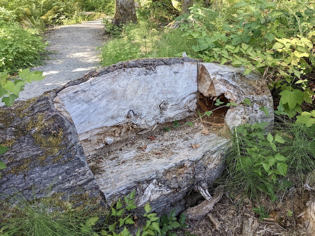 Oxbow Loop Trail — Washington Trails Association