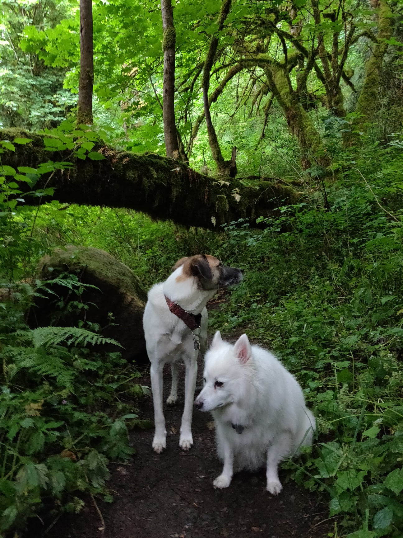 Flaming Geyser State Park — Washington Trails Association