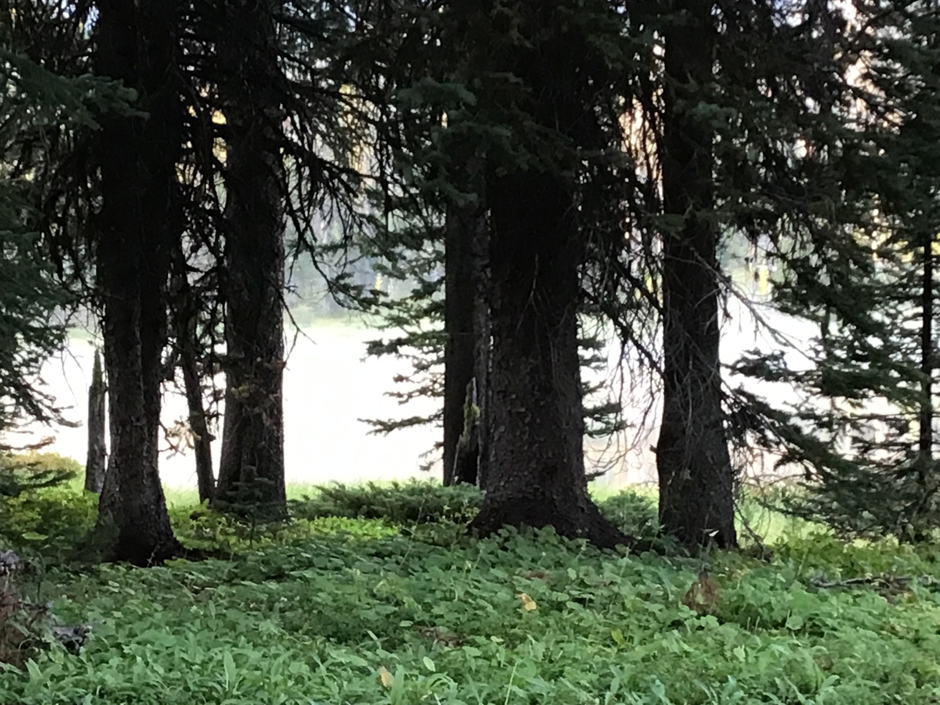 Andrews Creek, Coleman Ridge — Washington Trails Association