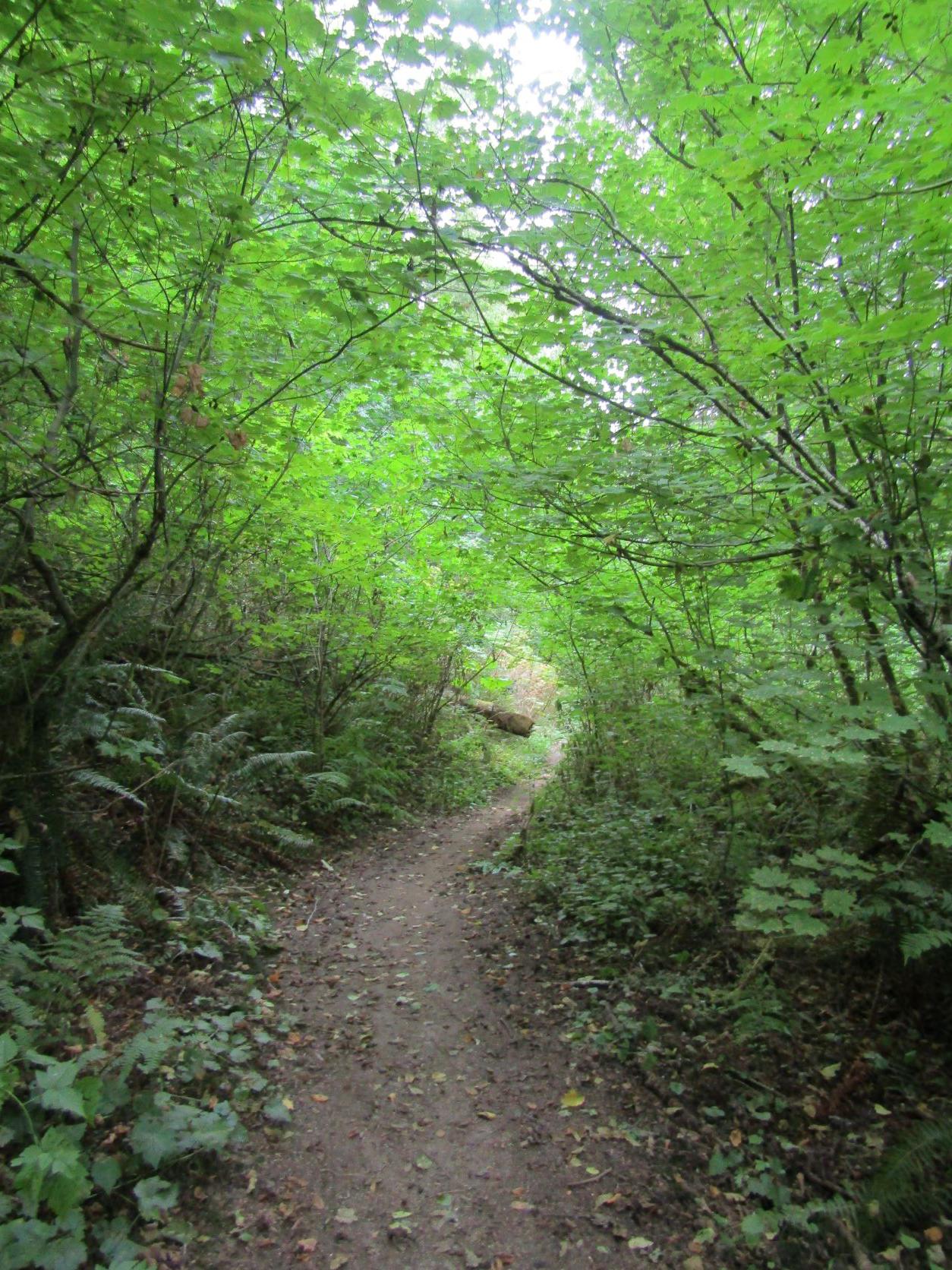 Grand Ridge Park — Washington Trails Association