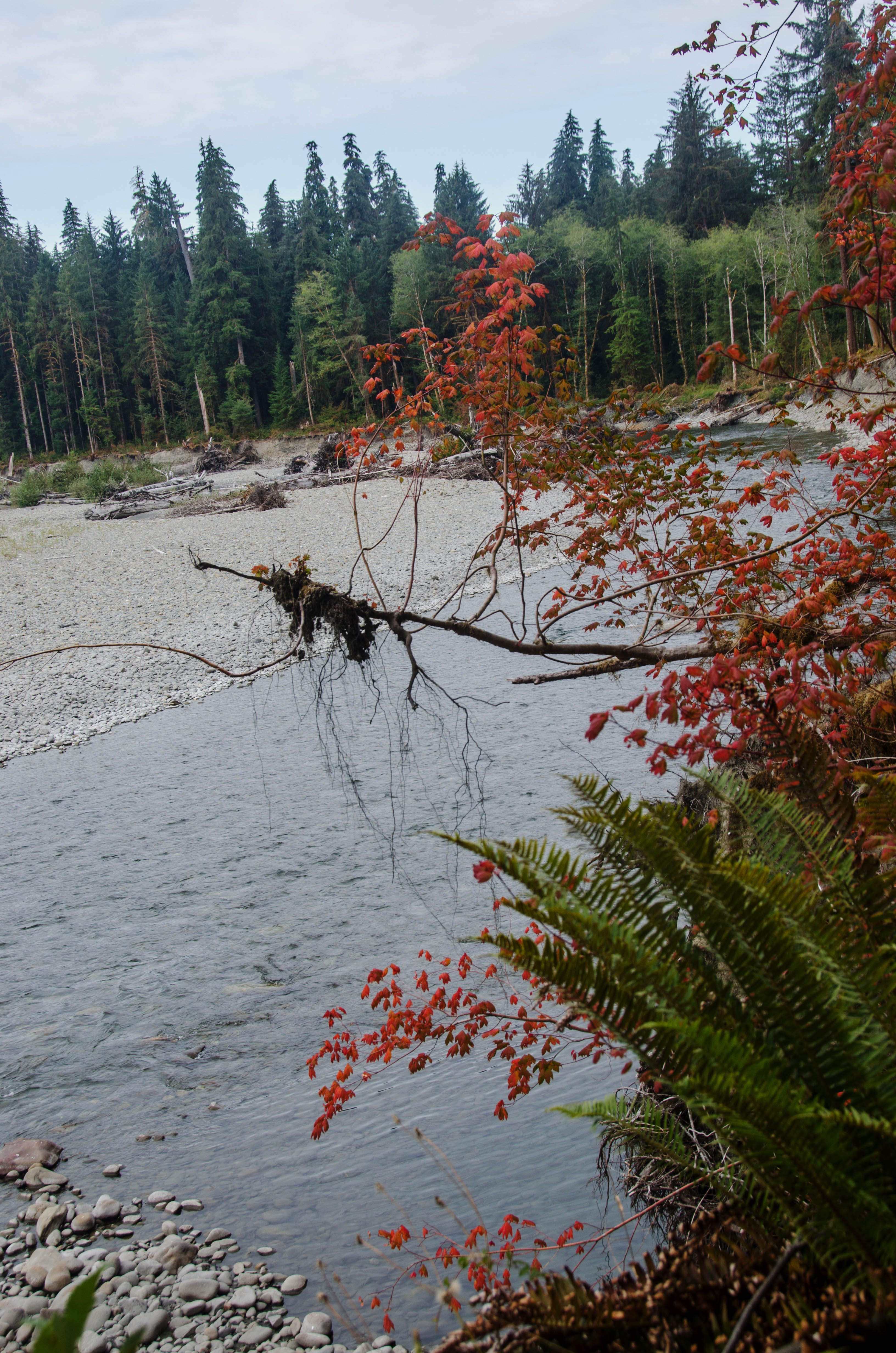 Queets River — Washington Trails Association