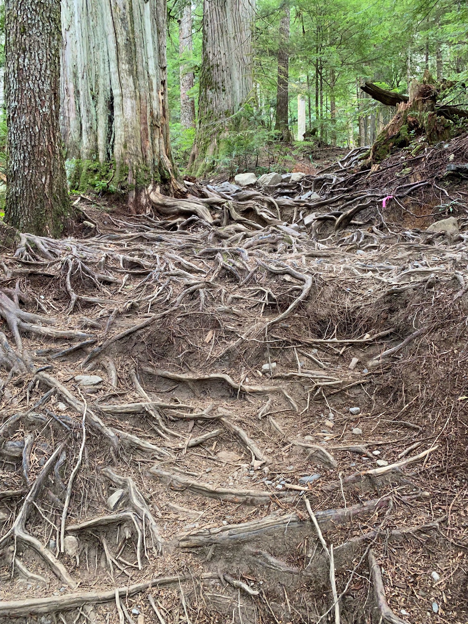 Heather Lake — Washington Trails Association