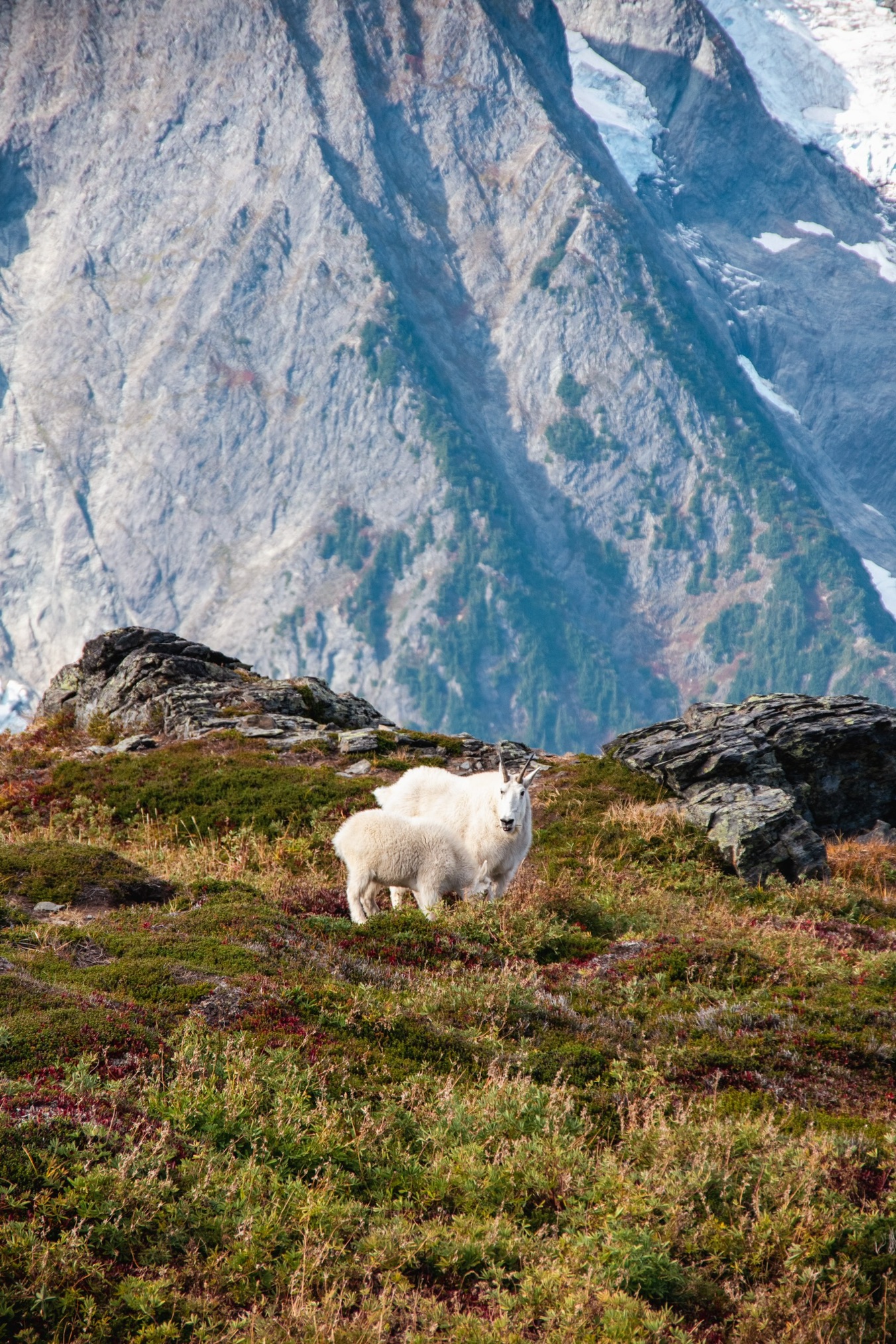 Cascade Pass and Sahale Arm — Washington Trails Association