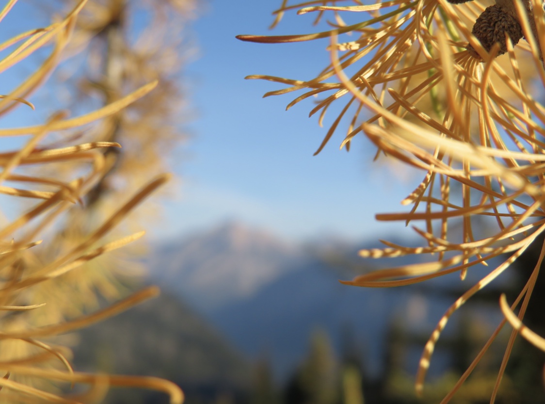 Heather - Maple Pass Loop — Washington Trails Association