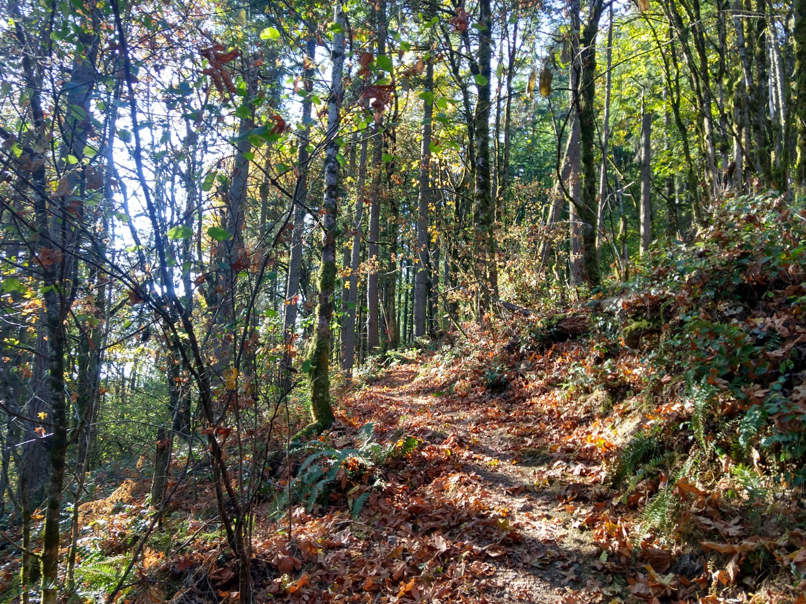 East Ridge Trail — Washington Trails Association
