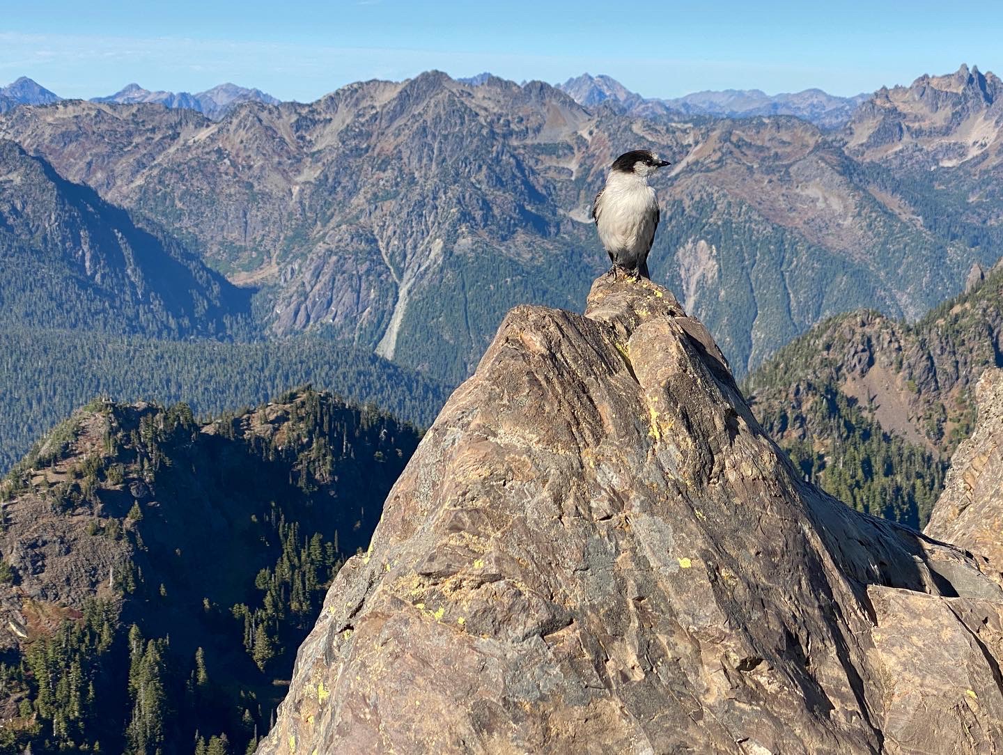 Mount Ellinor — Washington Trails Association