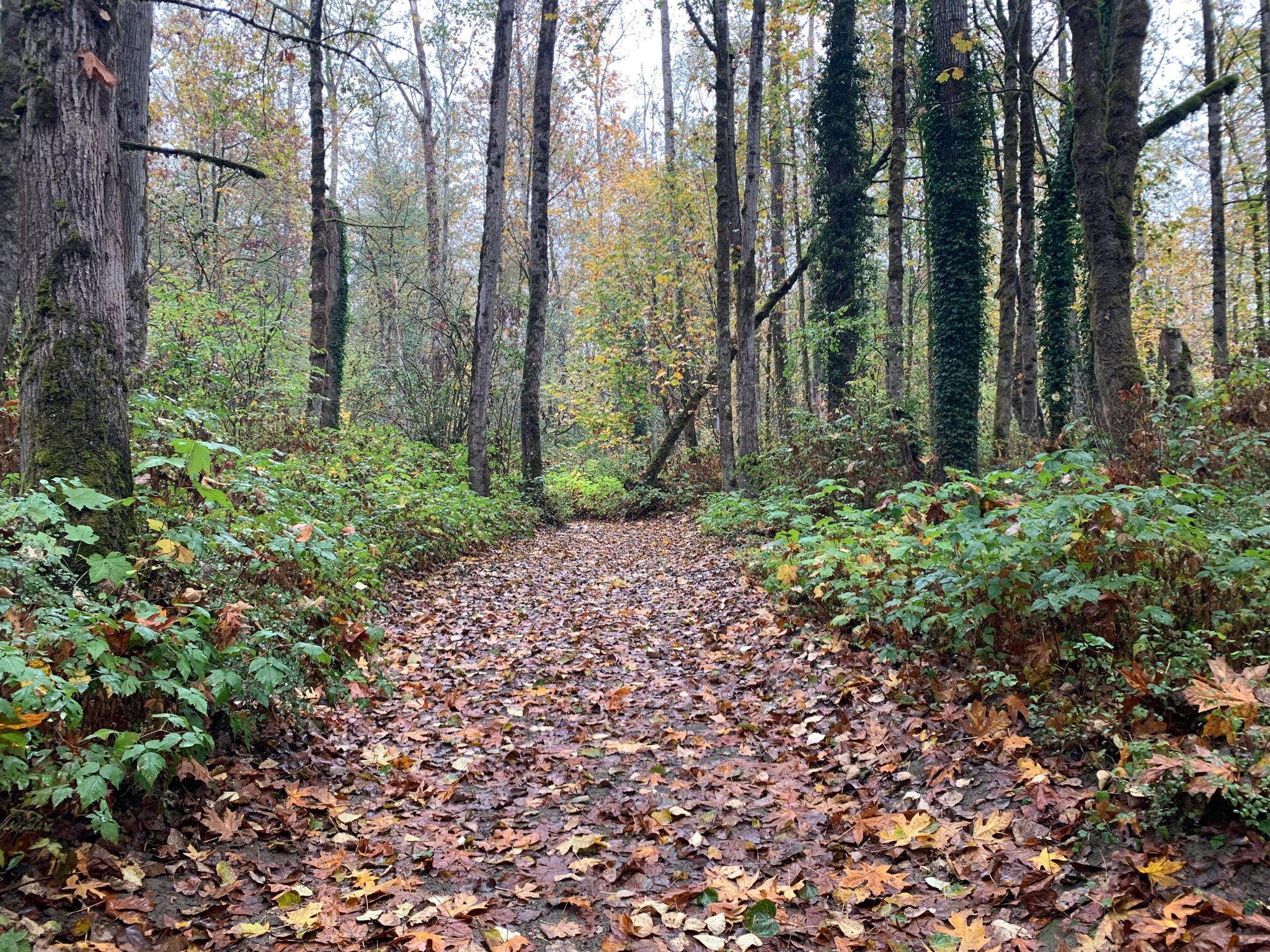 Al Borlin Park — Washington Trails Association