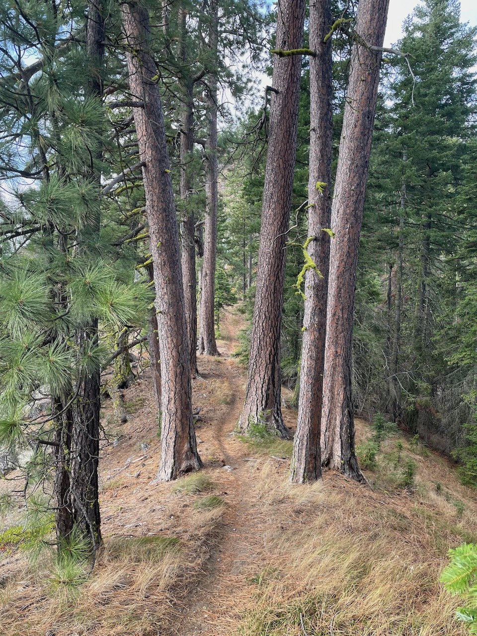 Tronsen Ridge, Magnet Creek — Washington Trails Association