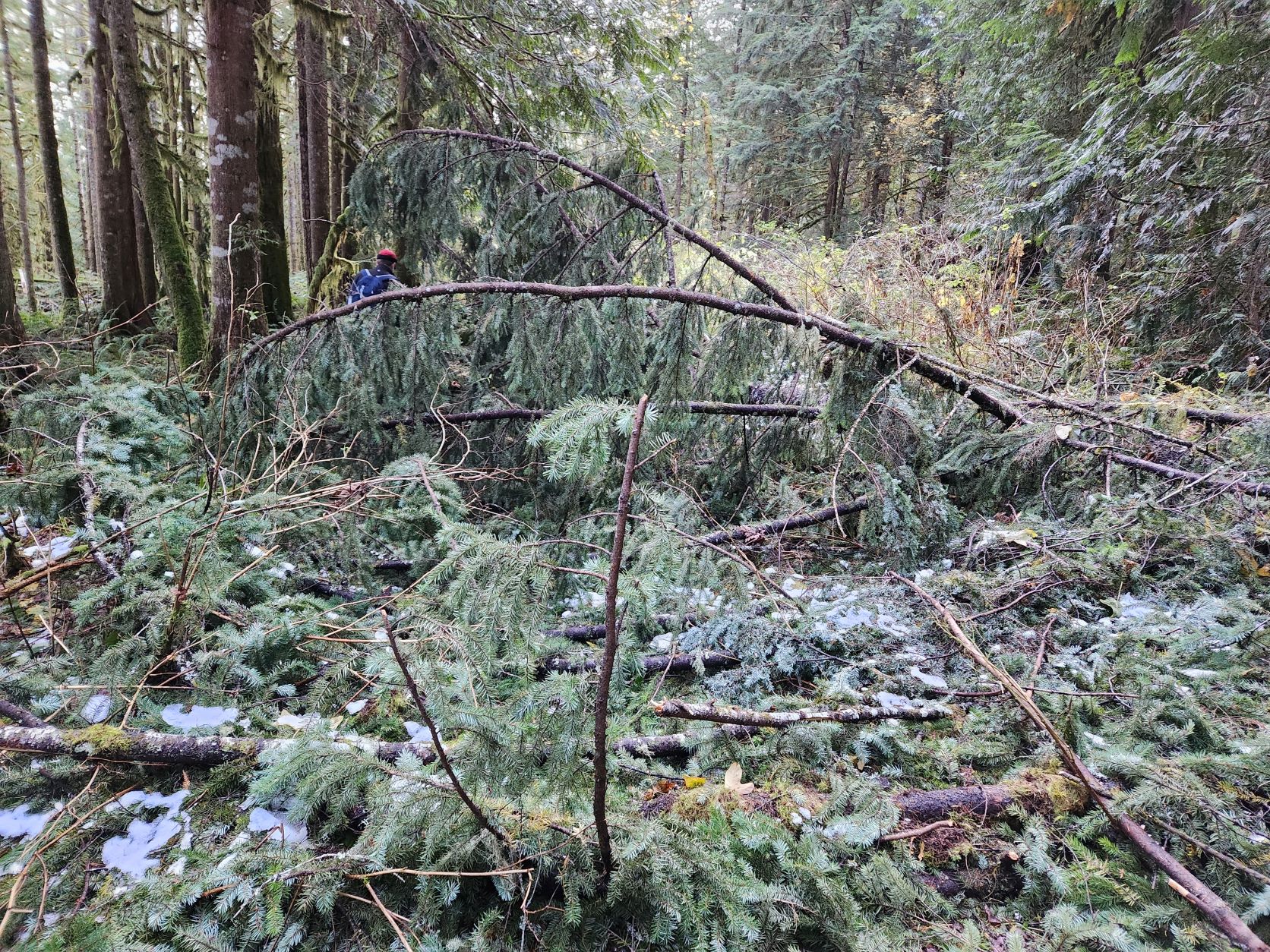 Mine Road Trail — Washington Trails Association