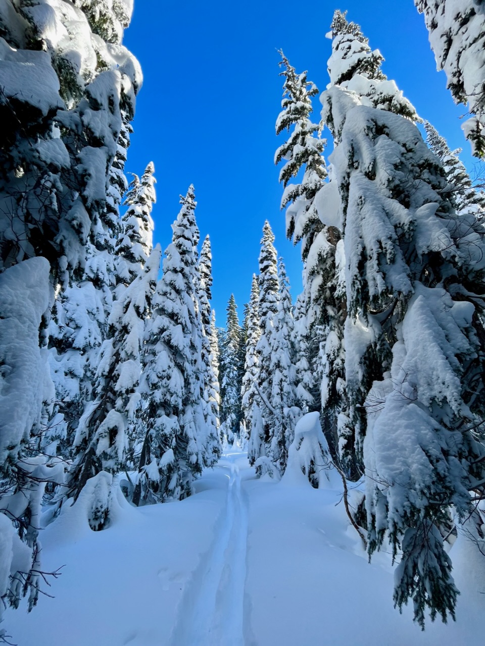 Sand Lake Snowshoe — Washington Trails Association