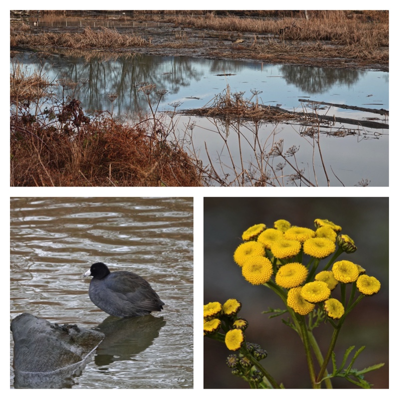 Wiley Slough - Fir Island, Skagit Wildlife Area — Washington Trails ...