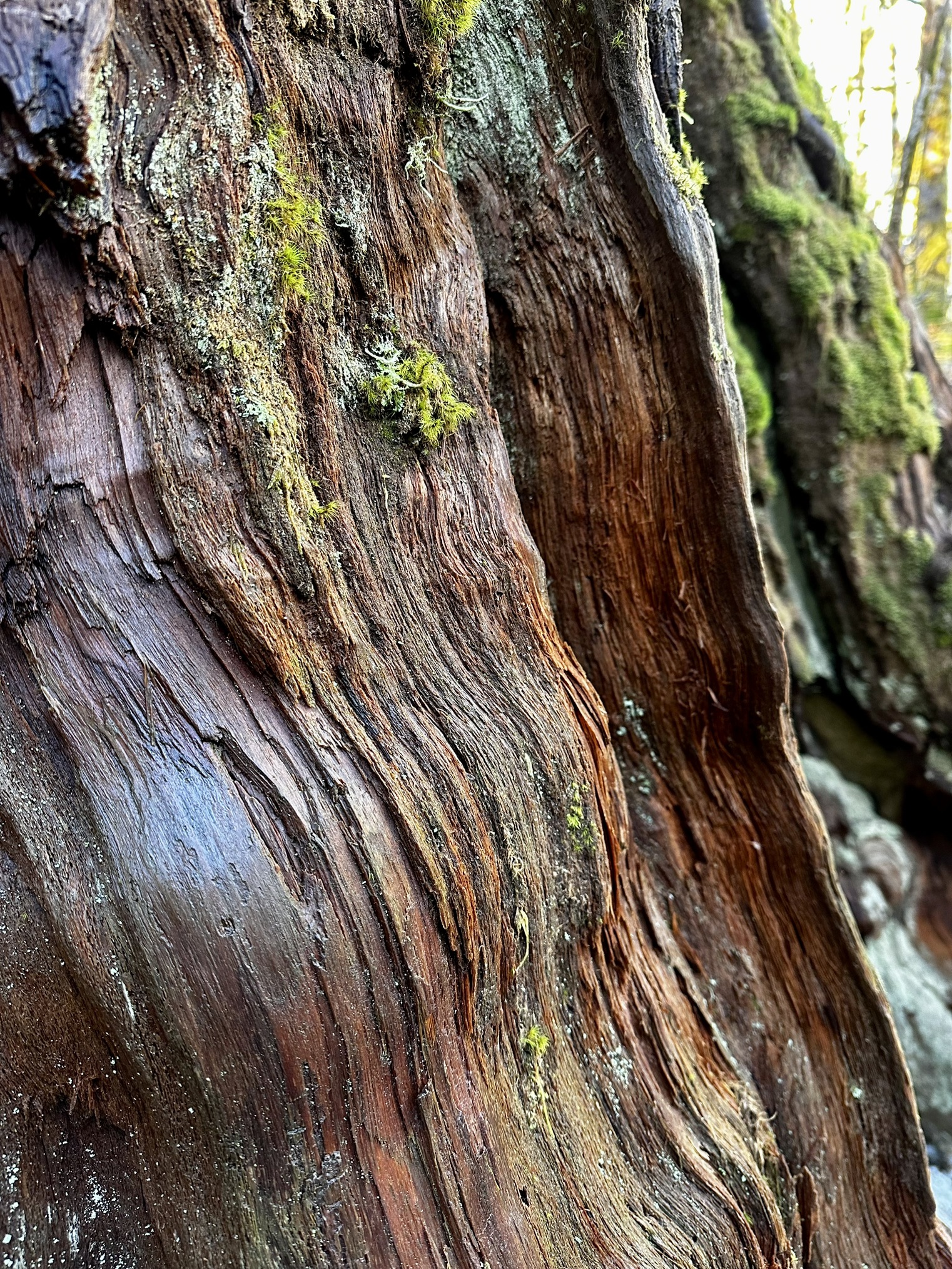 Oxbow Loop Trail — Washington Trails Association