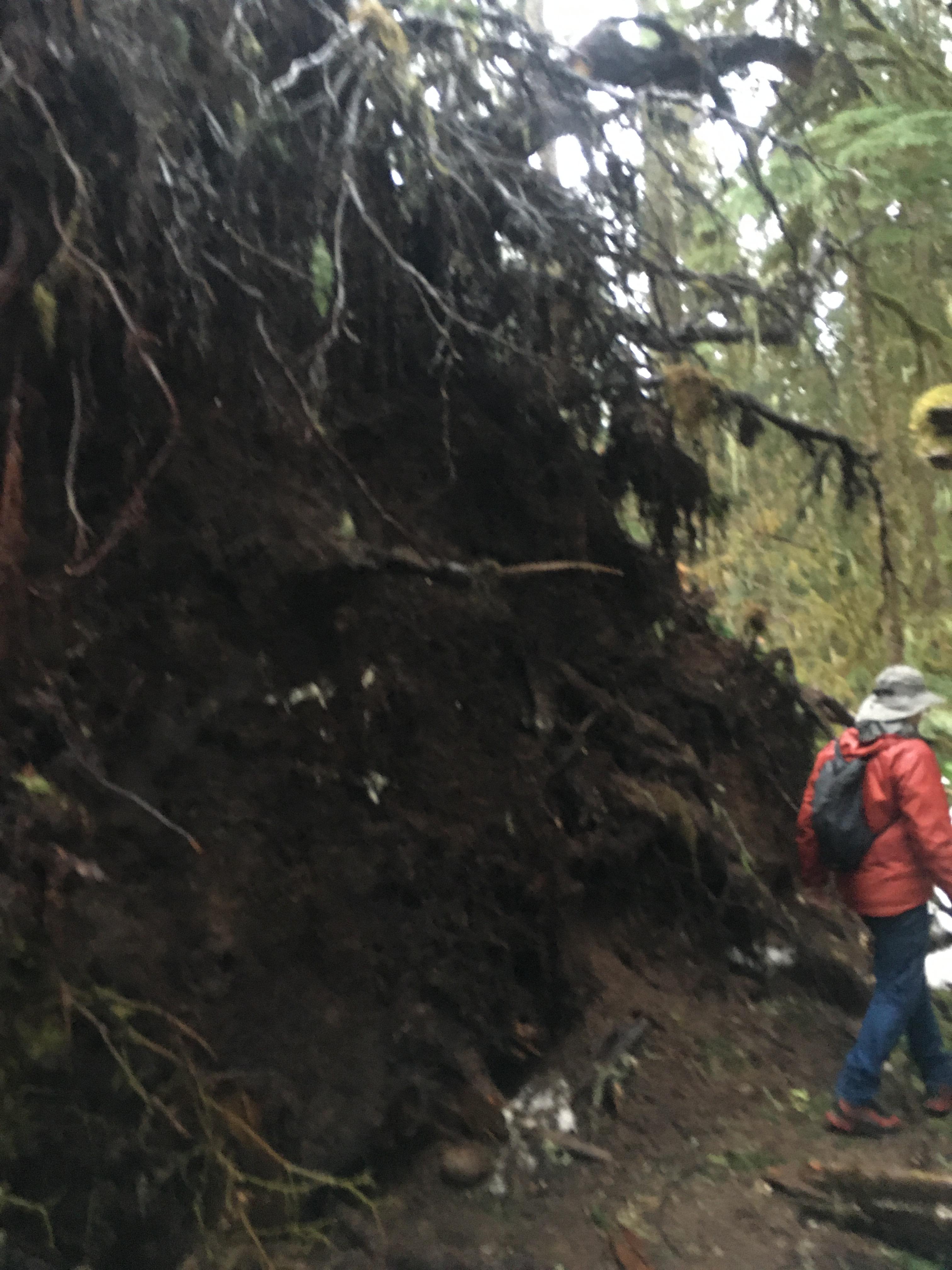 Old Sauk River Trail — Washington Trails Association