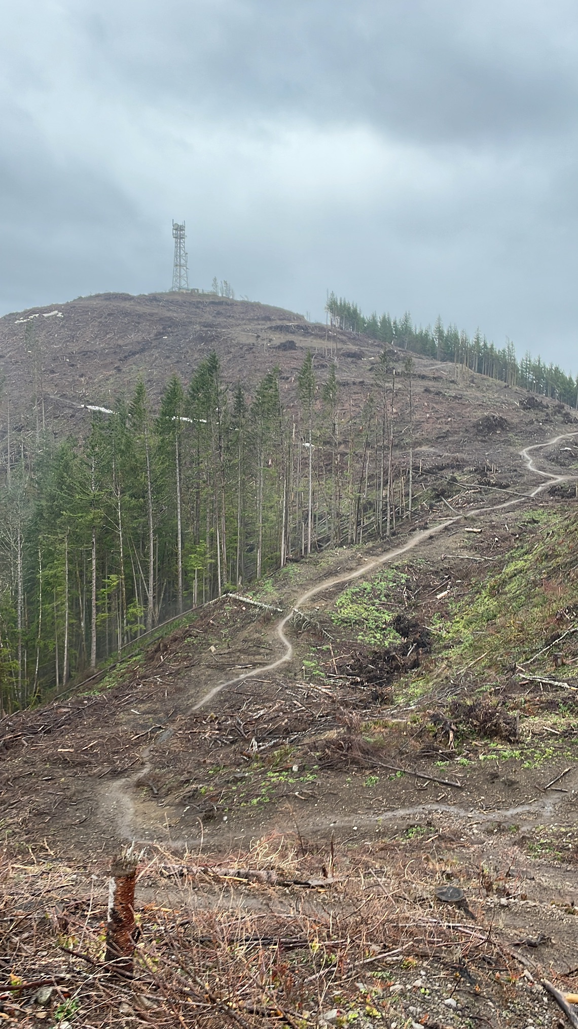 Cable Line Trail, West Tiger 3, West Tiger 2 — Washington Trails ...