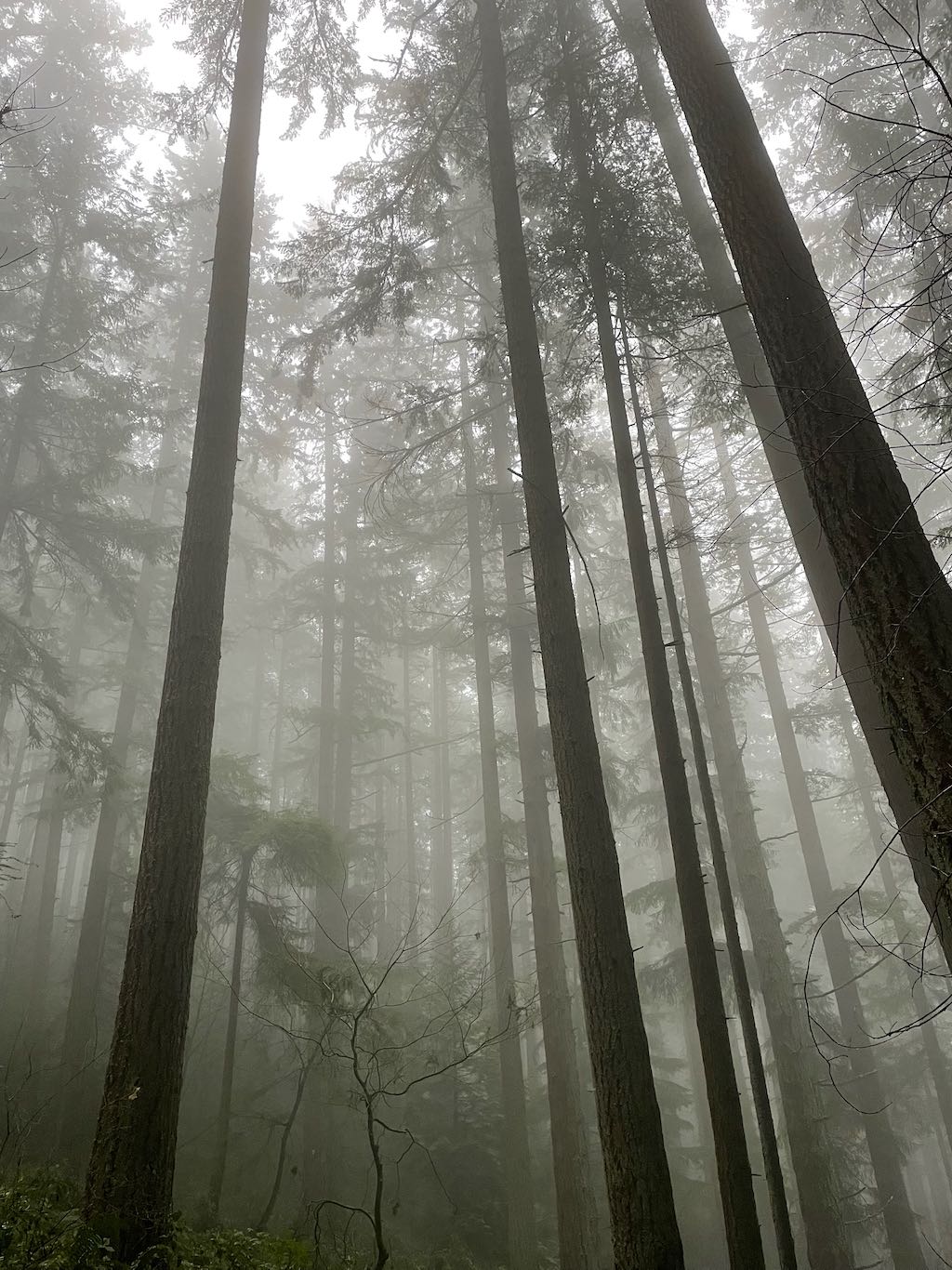 Wilderness Peak Loop — Washington Trails Association