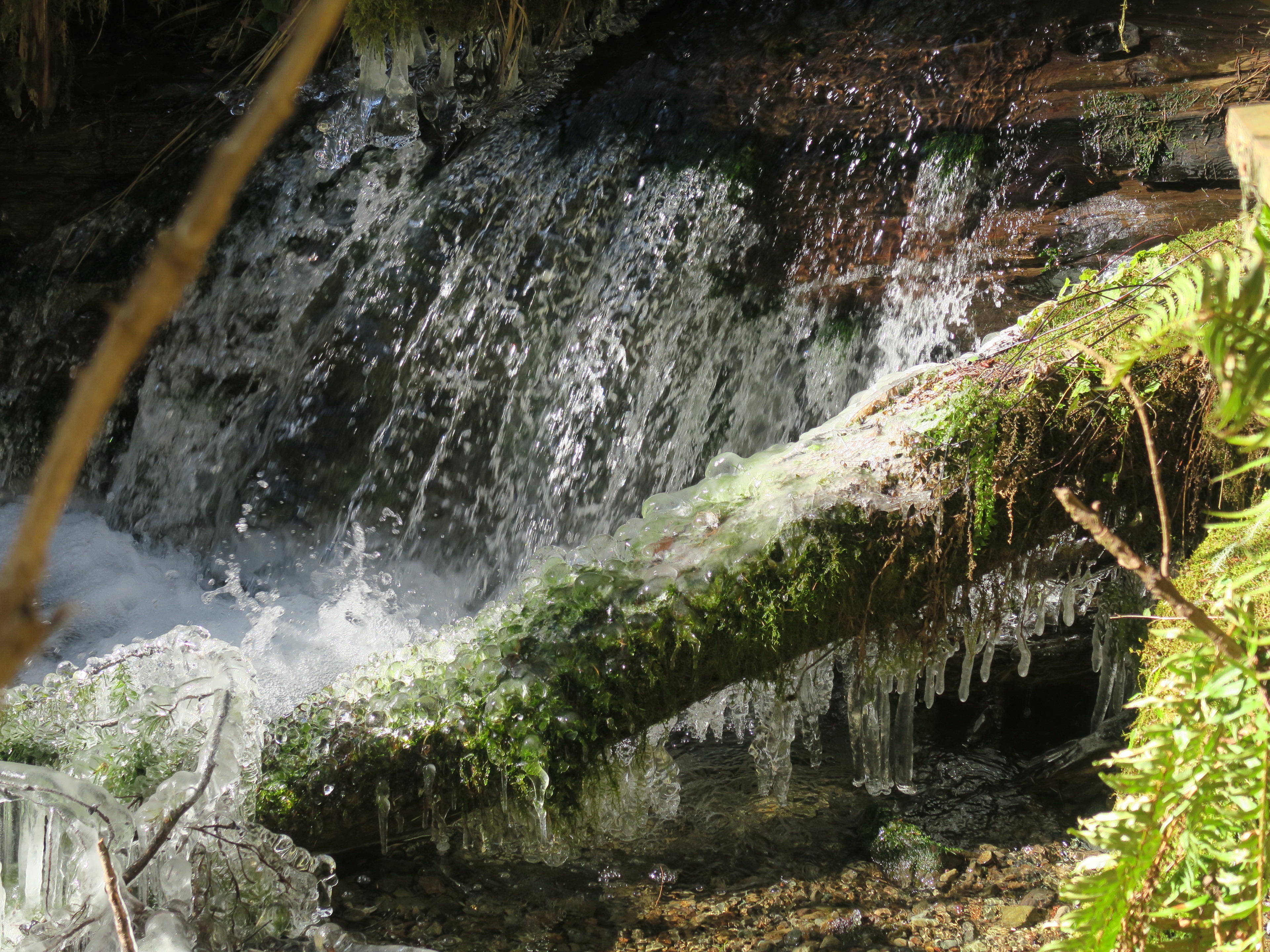 Rockport State Park — Washington Trails Association