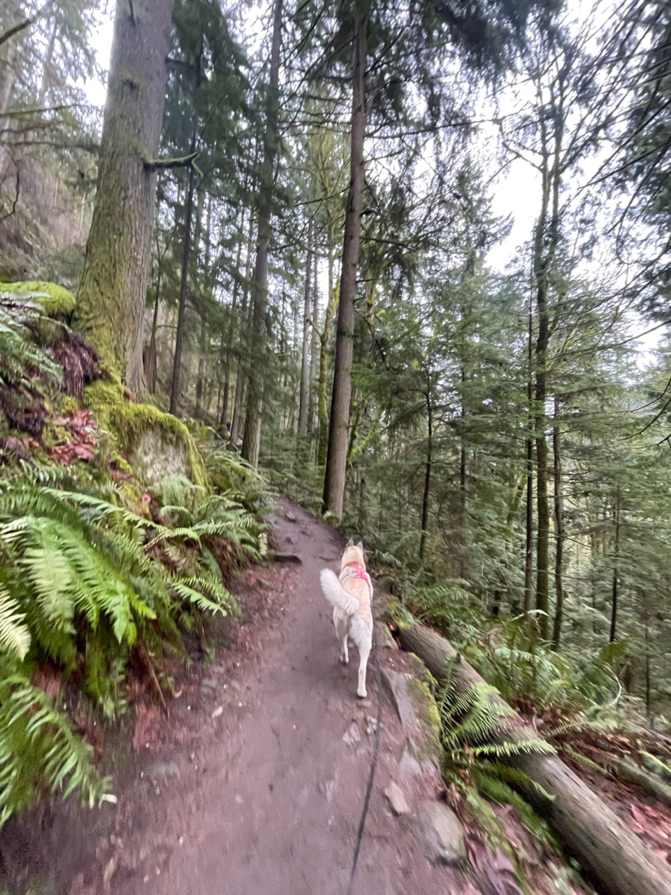 Poo Poo Point — Washington Trails Association