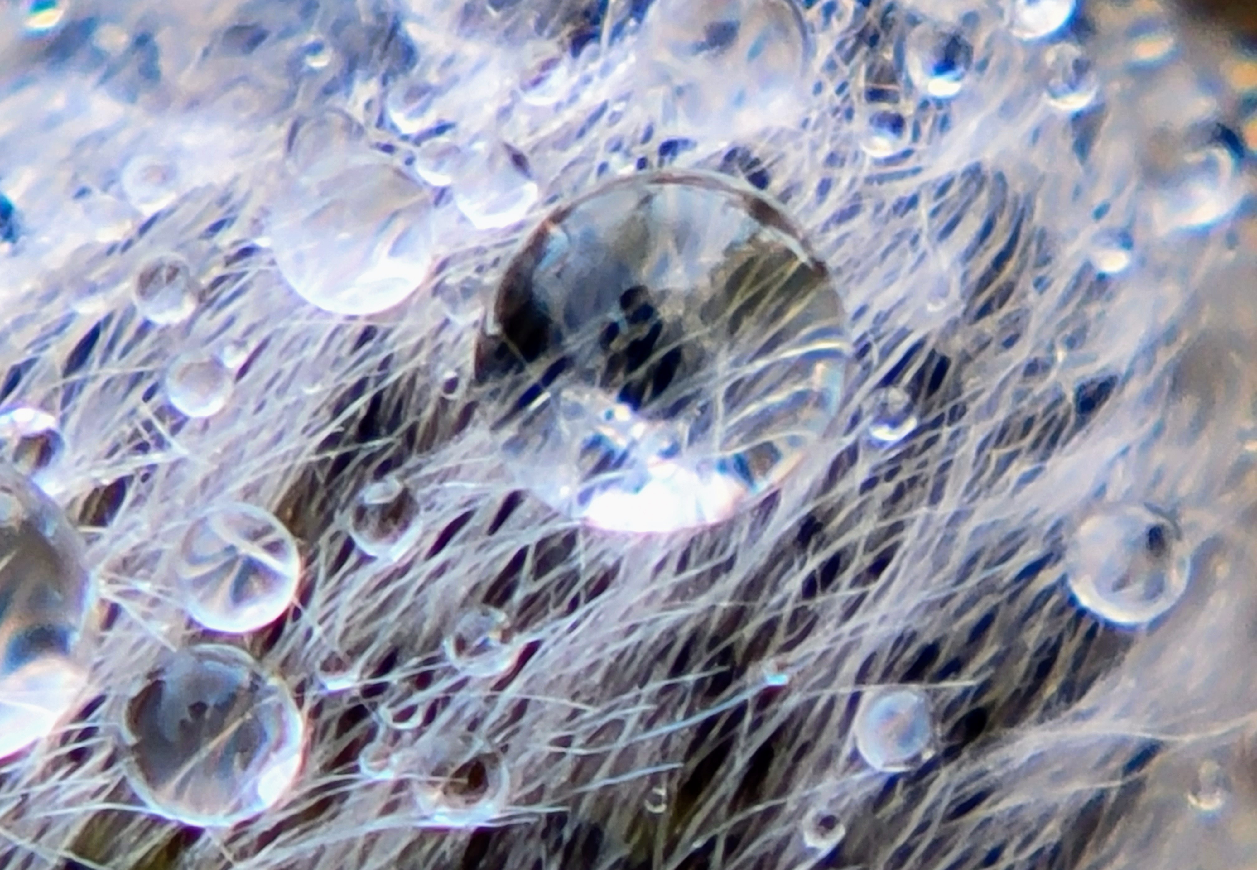 Section Line Trail, Poo Poo Point — Washington Trails Association