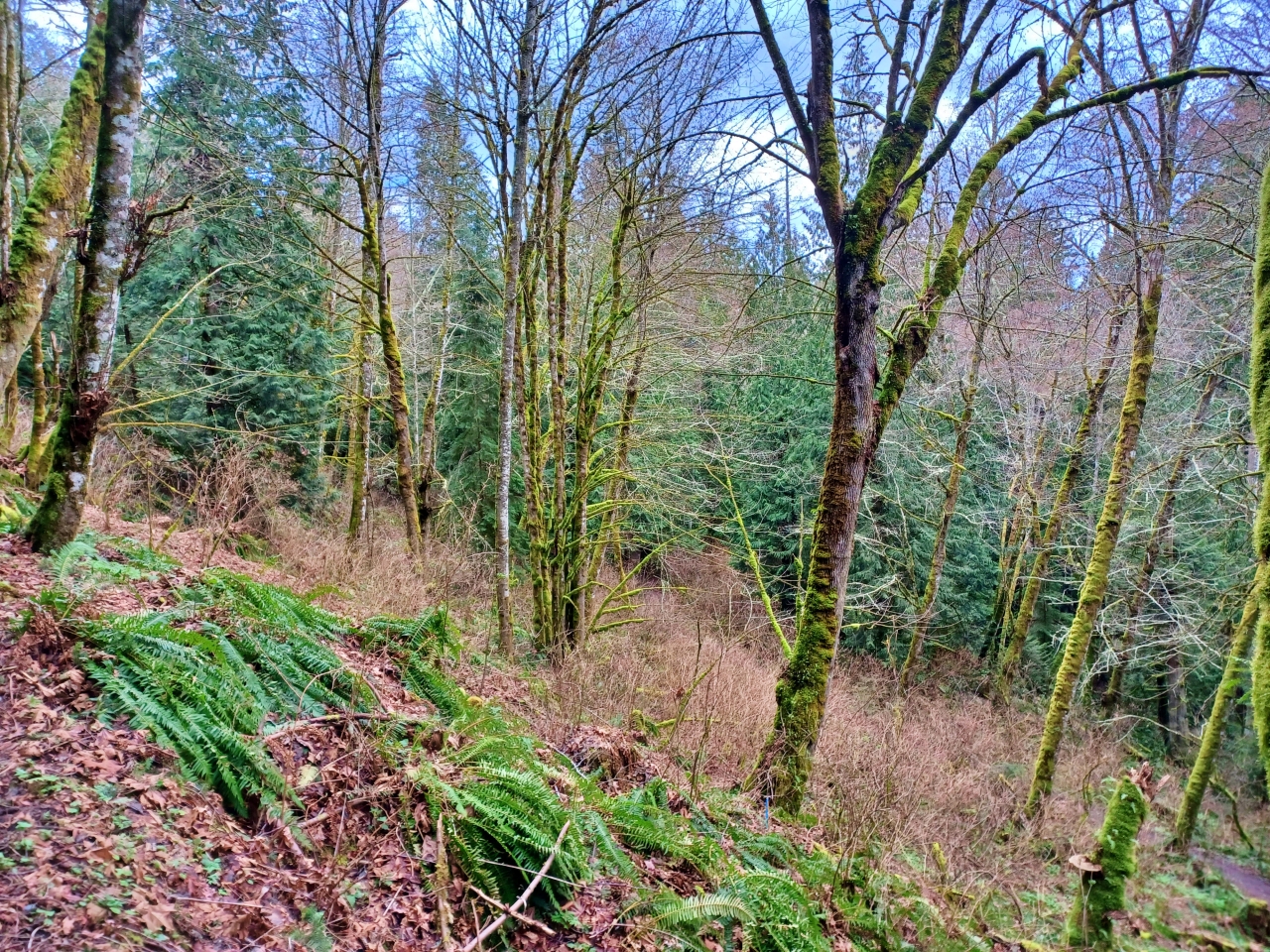 Larrabee State Park - Chuckanut Falls, Hemlock Trail — Washington ...