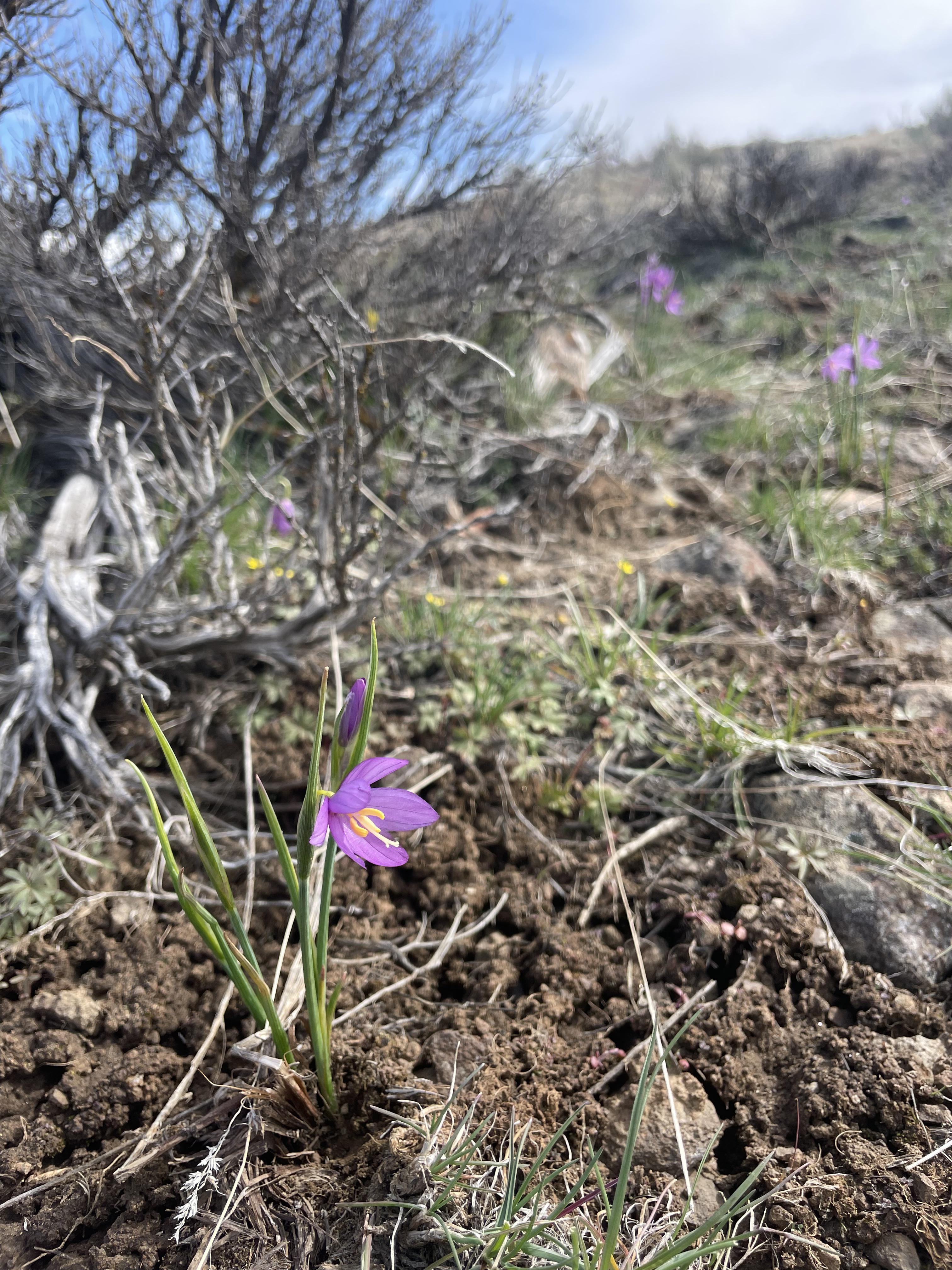 Snow Mountain Ranch and Cowiche Mountain — Washington Trails Association